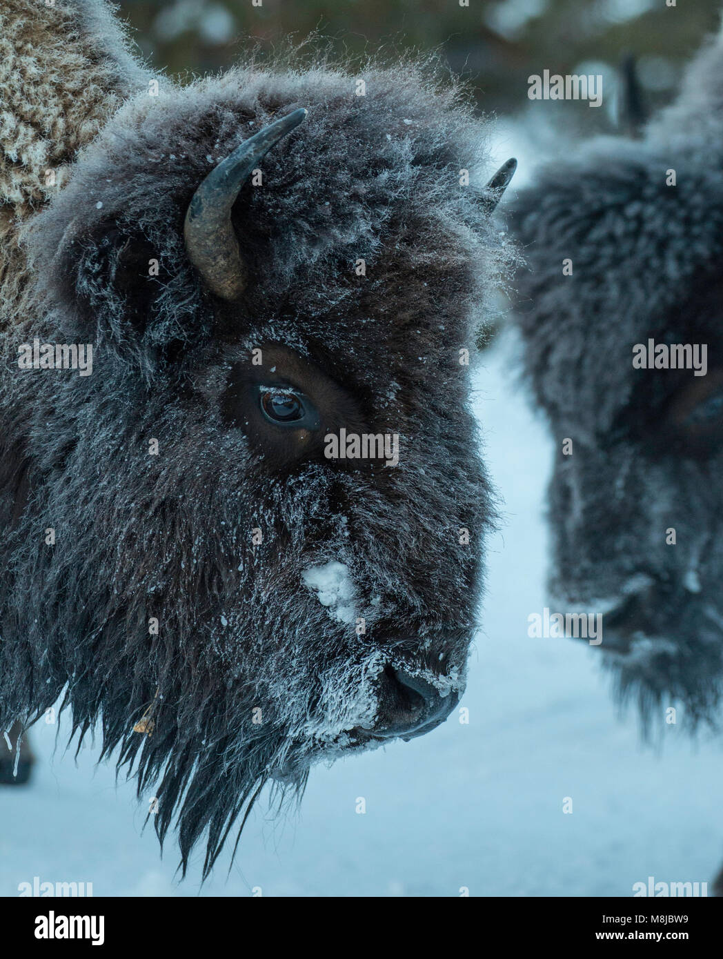 Yellowstone national park frost hi-res stock photography and images - Alamy