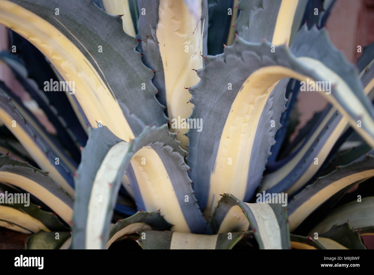 Aloe Ferox (Vera) succulent, Aalwyn Stock Photo - Alamy