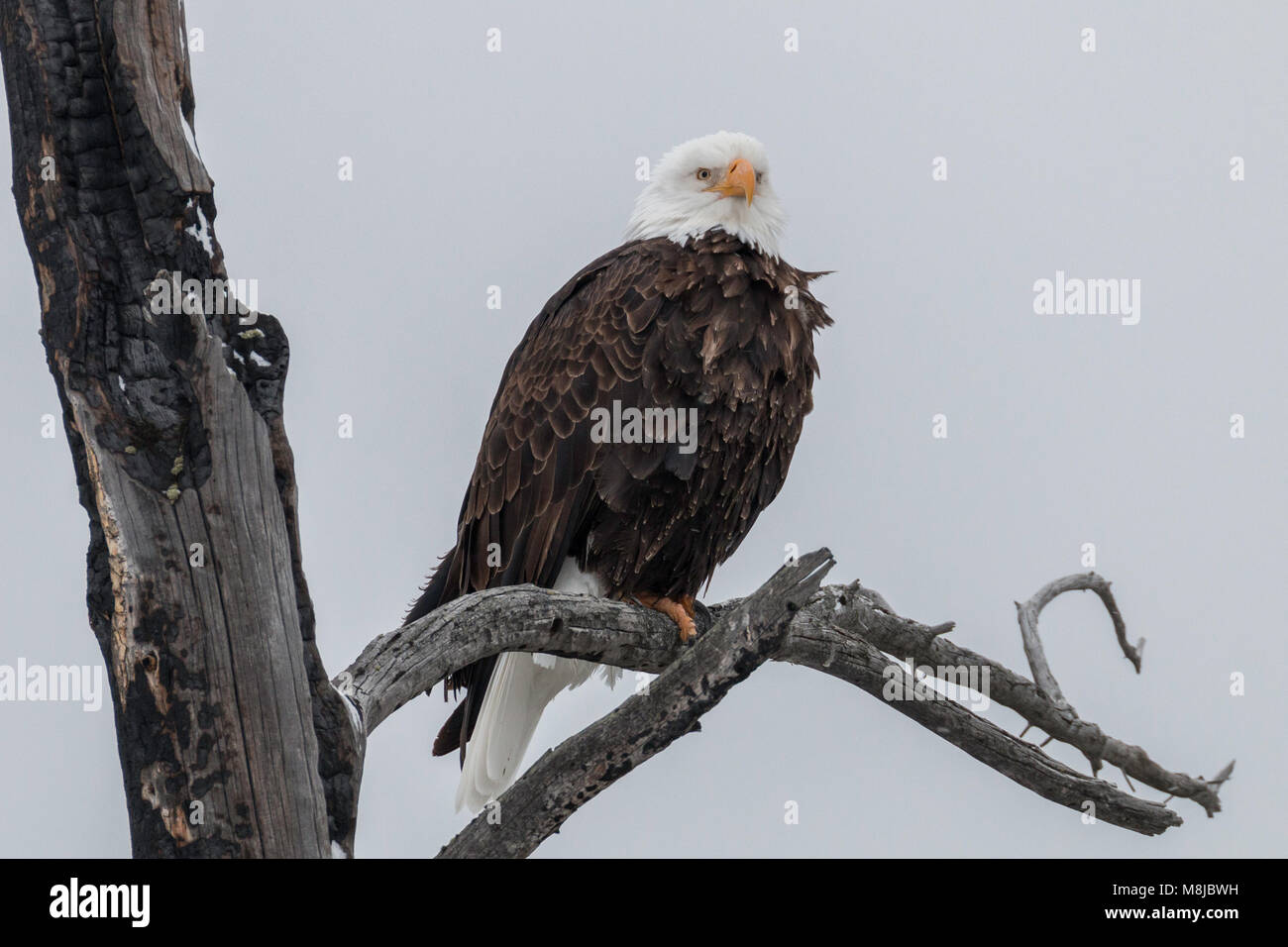 Bald eagle perching hi-res stock photography and images - Alamy