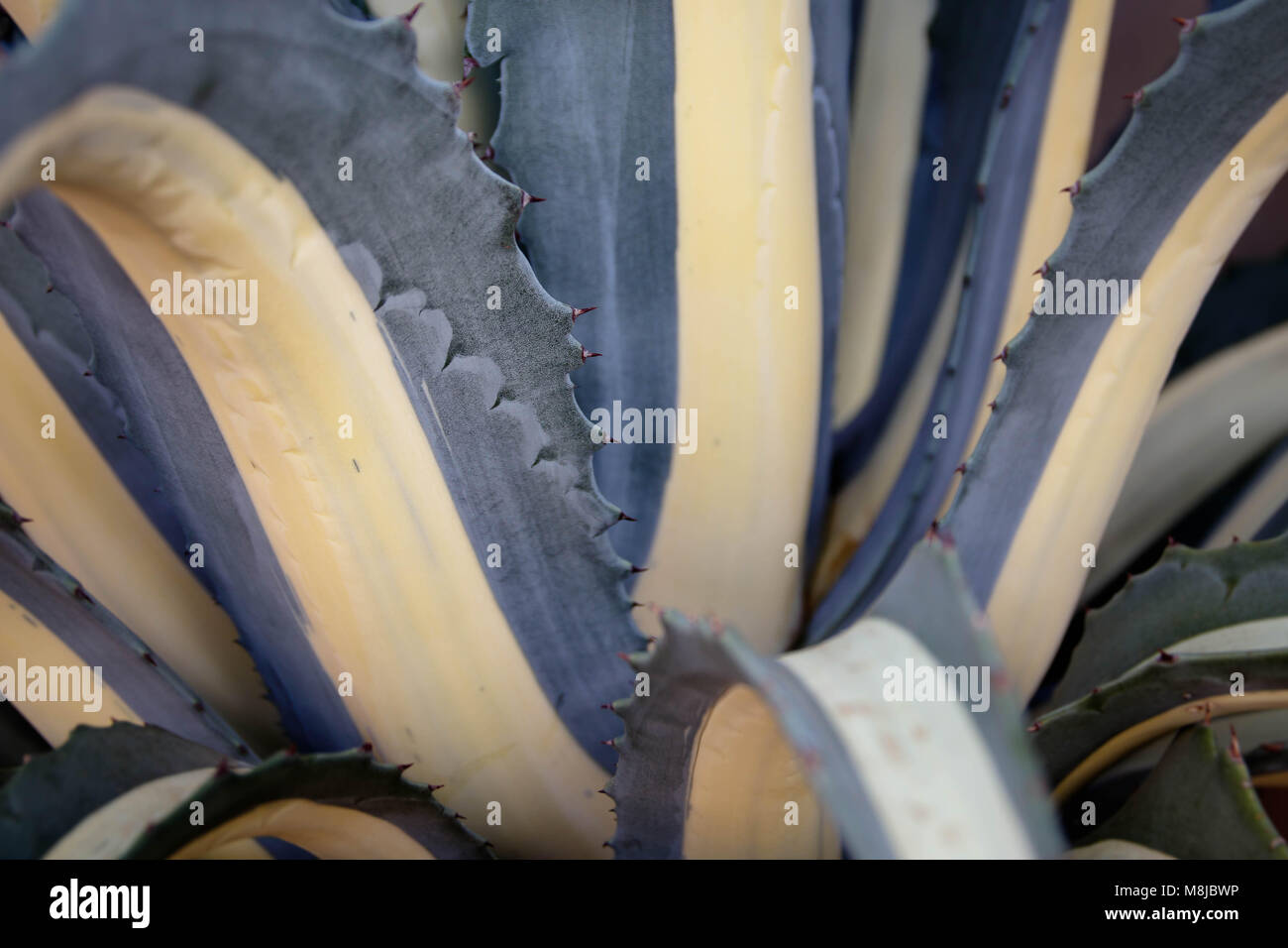 Aloe Ferox (Vera) succulent, Aalwyn Stock Photo - Alamy