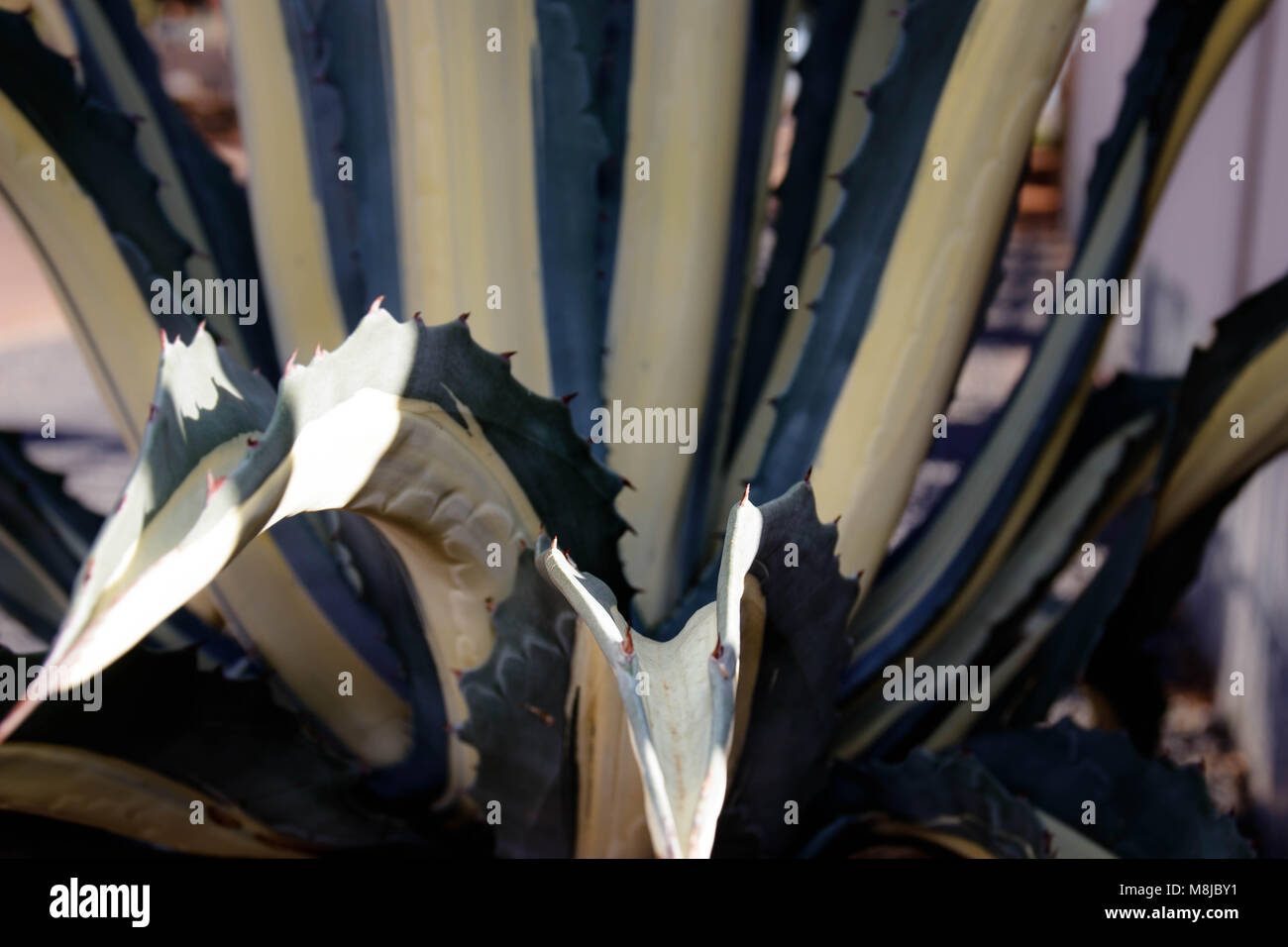 Aloe Ferox (Vera) succulent, Aalwyn Stock Photo - Alamy