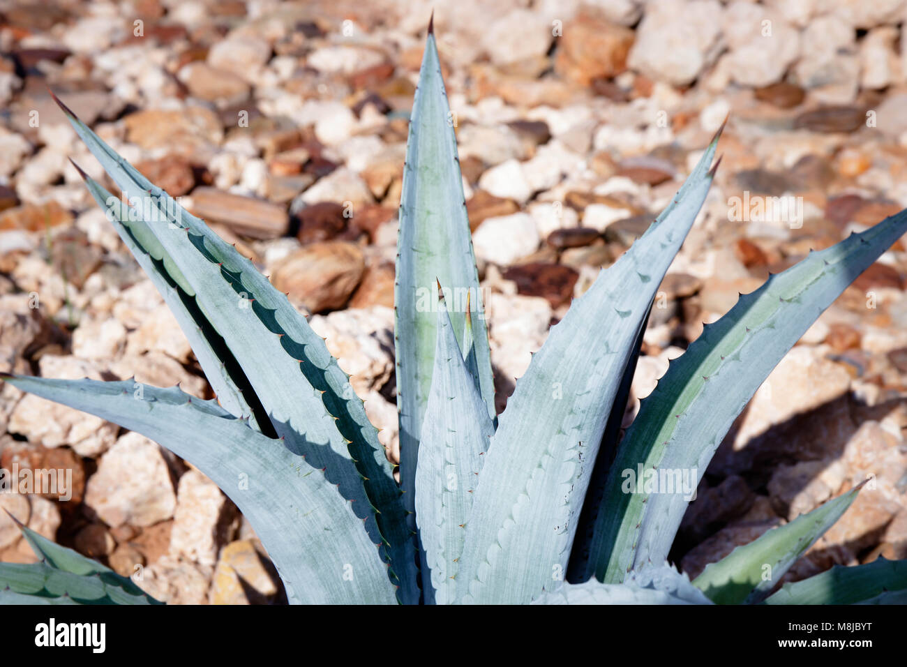 Aloe Ferox (Vera) succulent, Aalwyn Stock Photo - Alamy