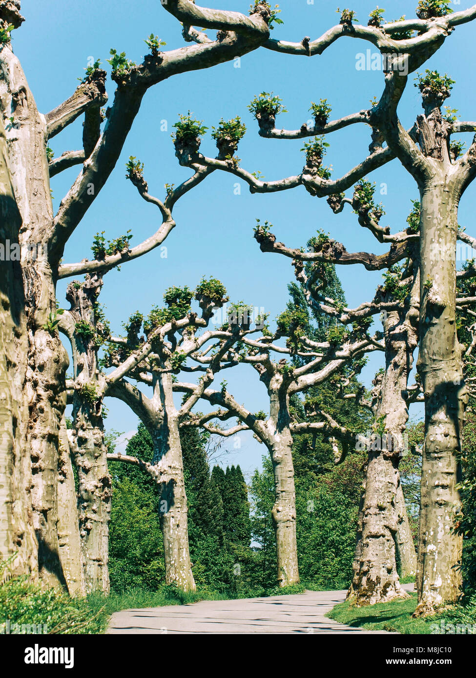 Platanus trees hi-res stock photography and images - Alamy