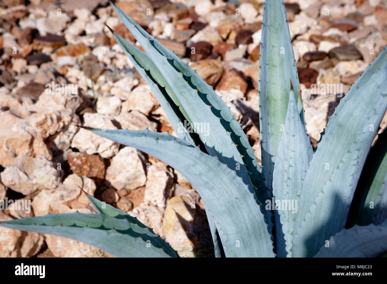 Aloe Ferox (Vera) succulent, Aalwyn Stock Photo - Alamy