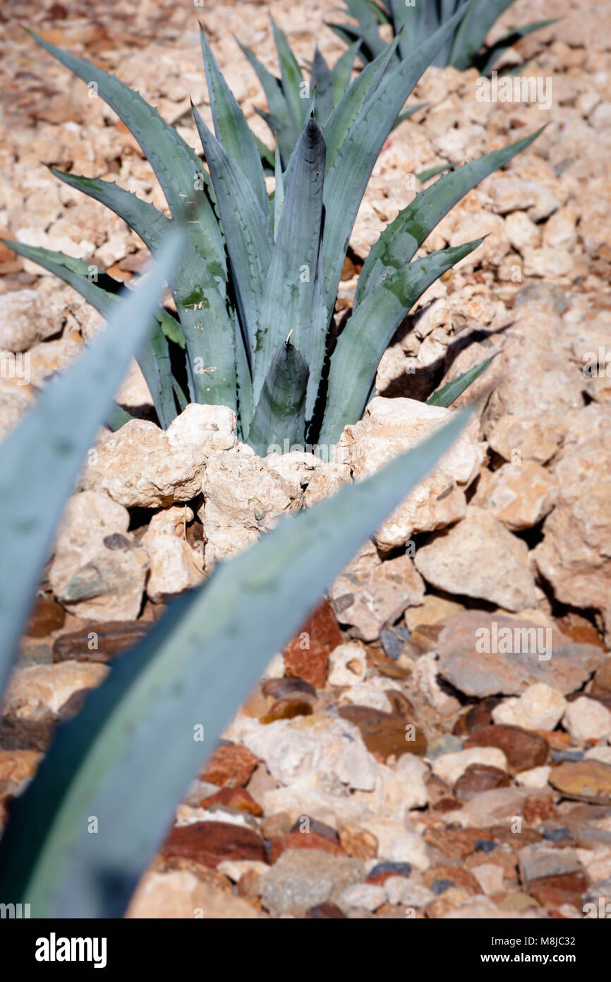 Aloe Ferox (Vera) succulent, Aalwyn Stock Photo - Alamy