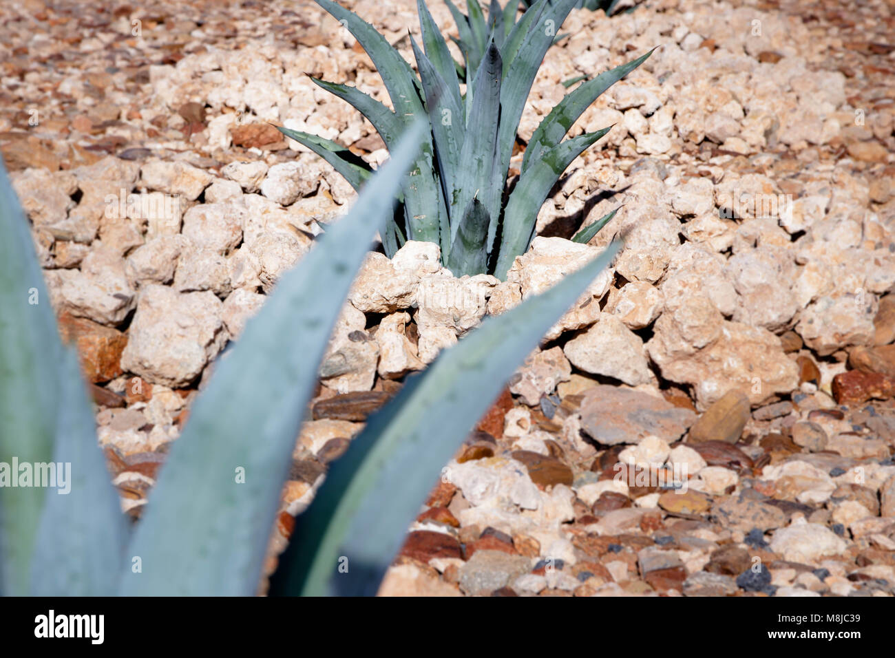 Aloe Ferox (Vera) succulent, Aalwyn Stock Photo - Alamy