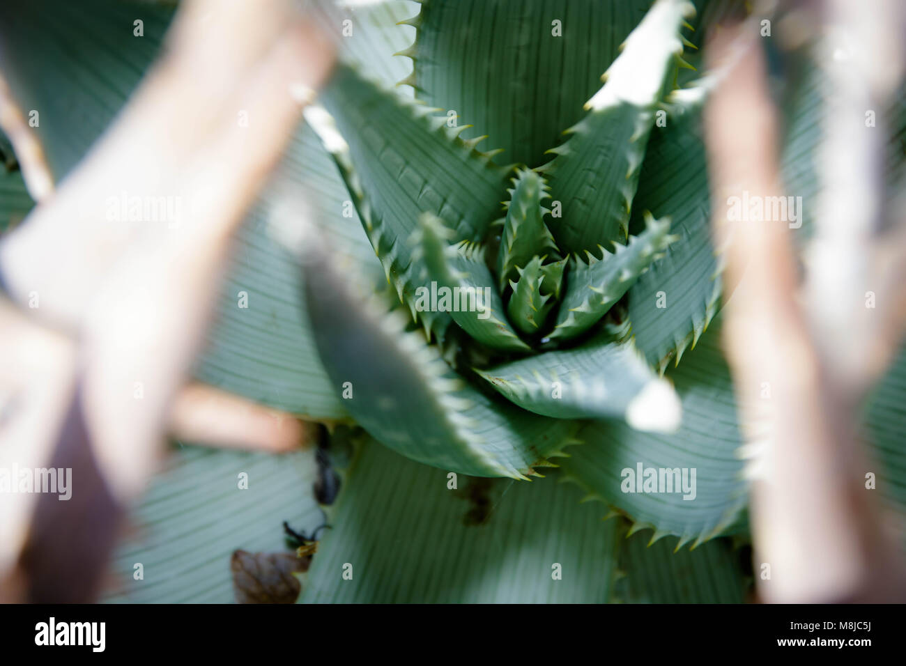 Aloe Ferox (Vera) succulent, Aalwyn Stock Photo - Alamy