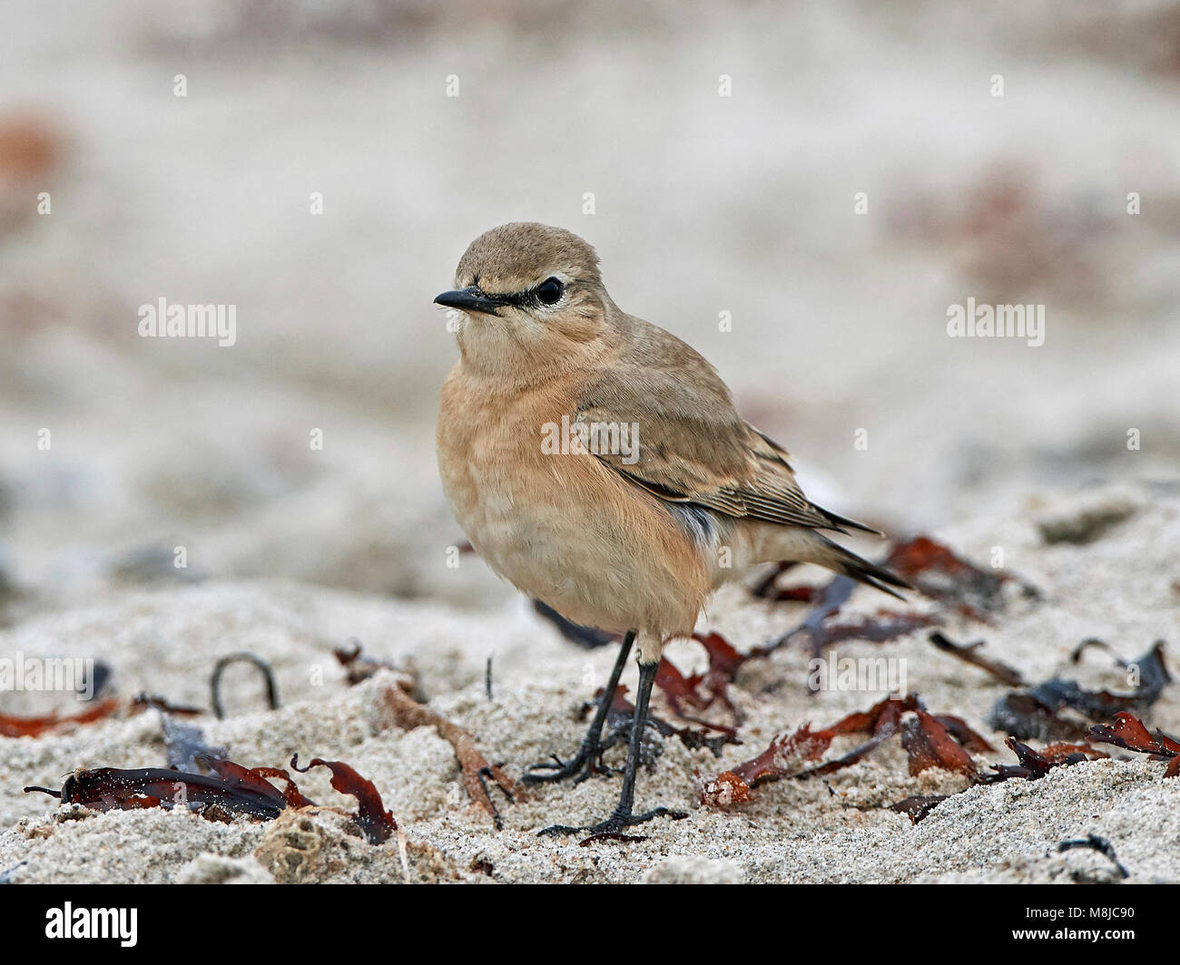 Isabelline wheatear in its natural habitat at the beach Stock Photo - Alamy