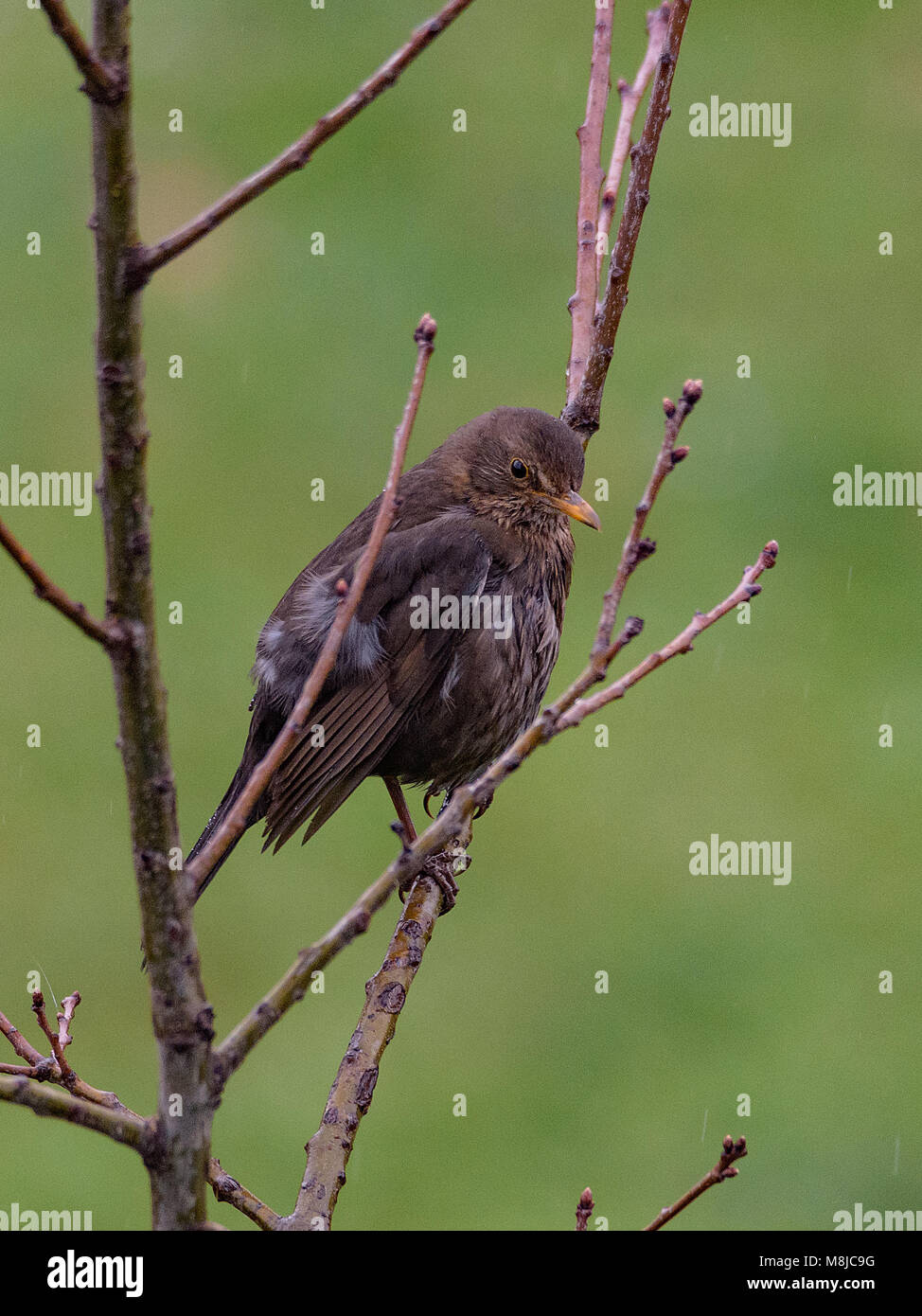 Female common blackbird under the rain (Turdus merula) is a species of ...