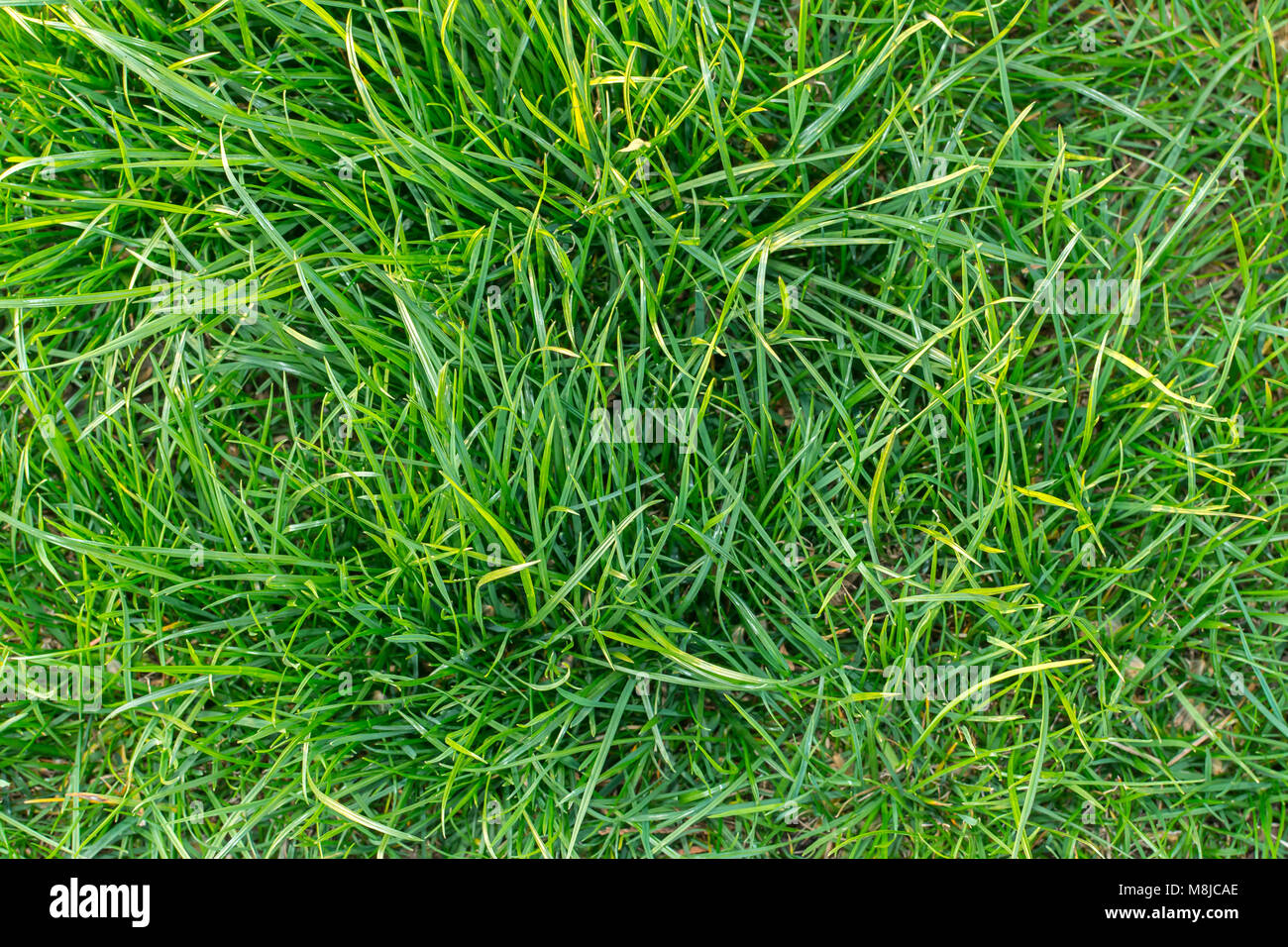 Grass background, Grass texture for design with space for text or image ...