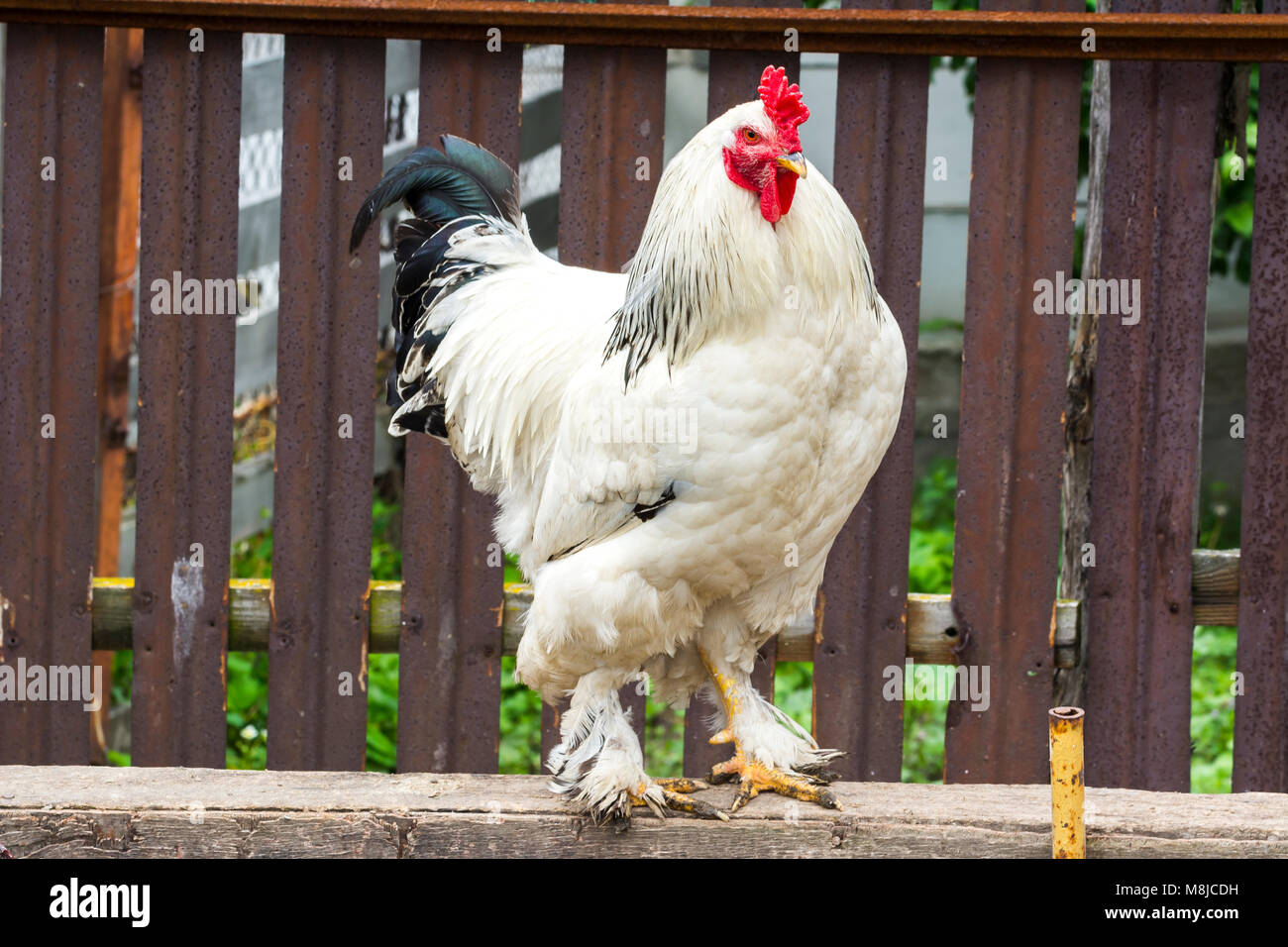 COCK- ROOSTER, Chicken in the yard, in the countryside Stock Photo - Alamy