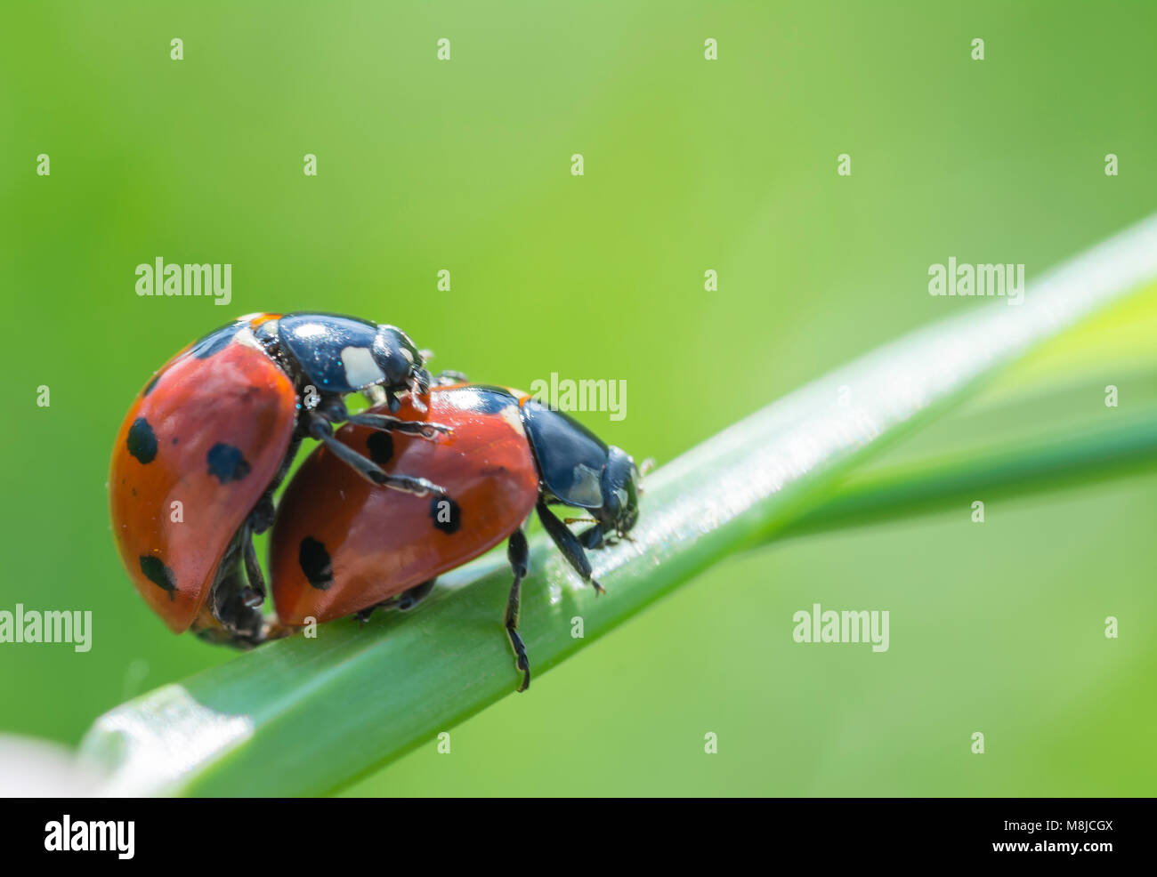 Two spot ladybug hi-res stock photography and images - Alamy