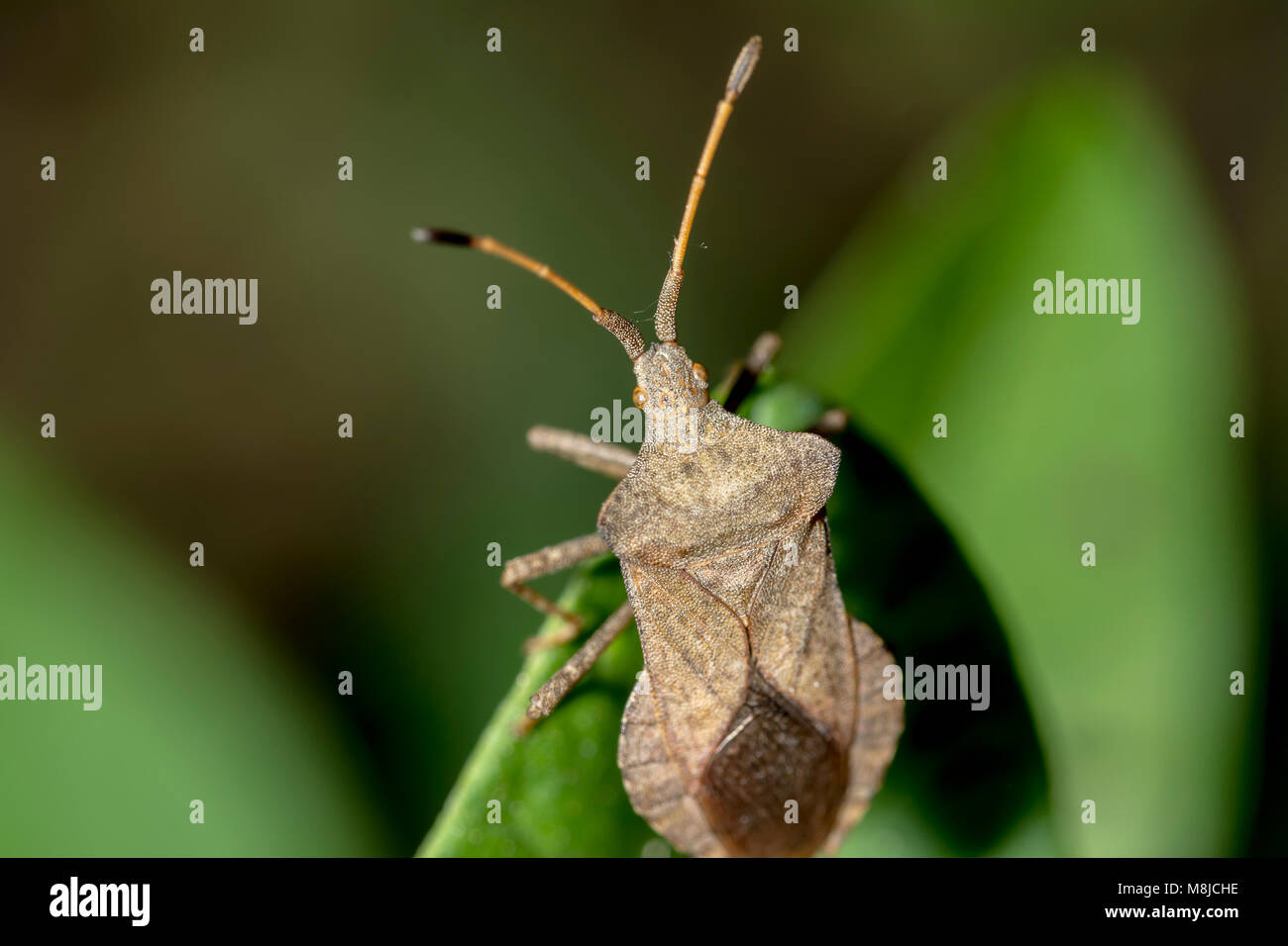 Family coreidae hi-res stock photography and images - Alamy