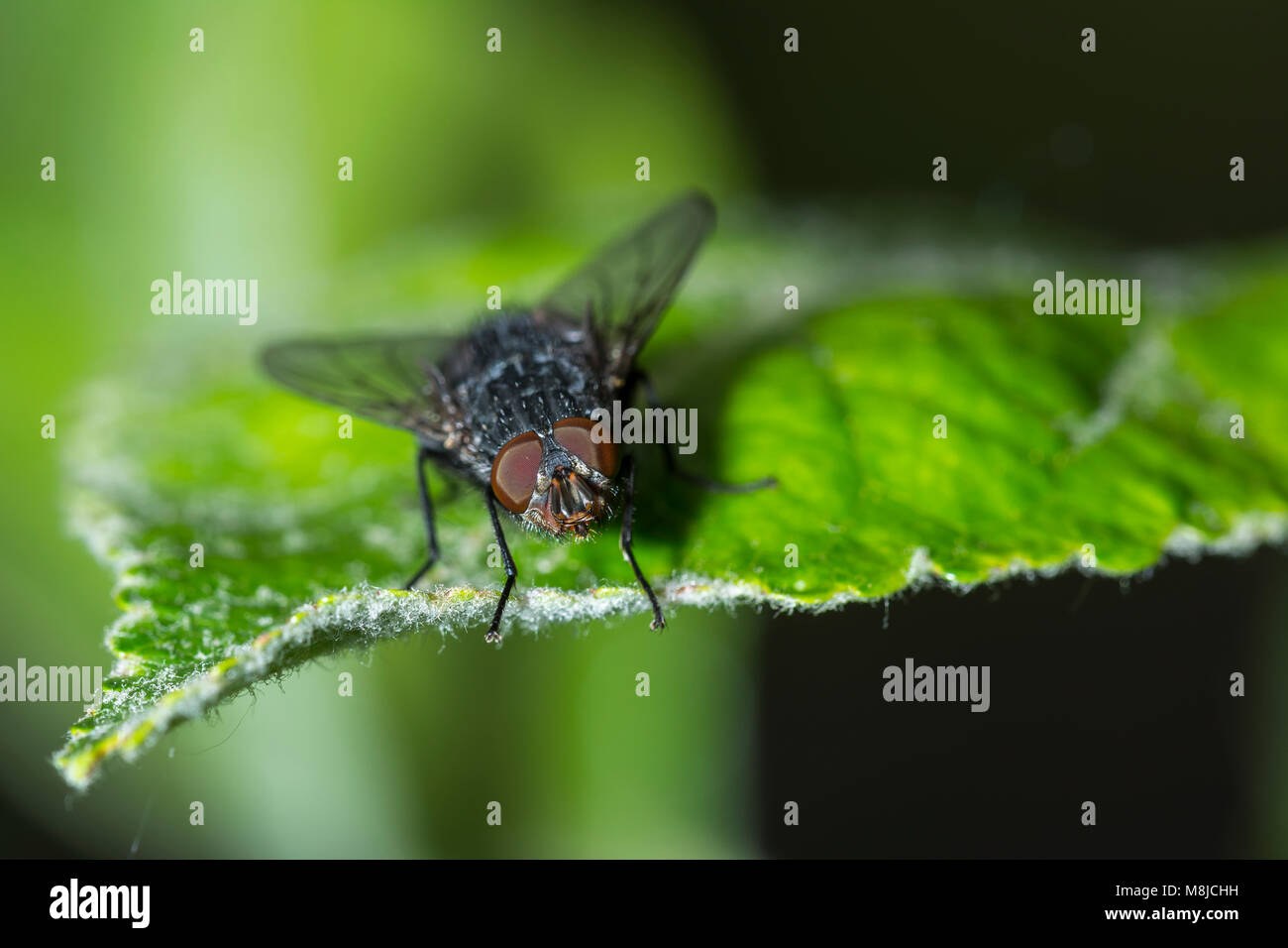 Bluebottle fly or bottlebee (Calliphora vomitoria Stock Photo - Alamy