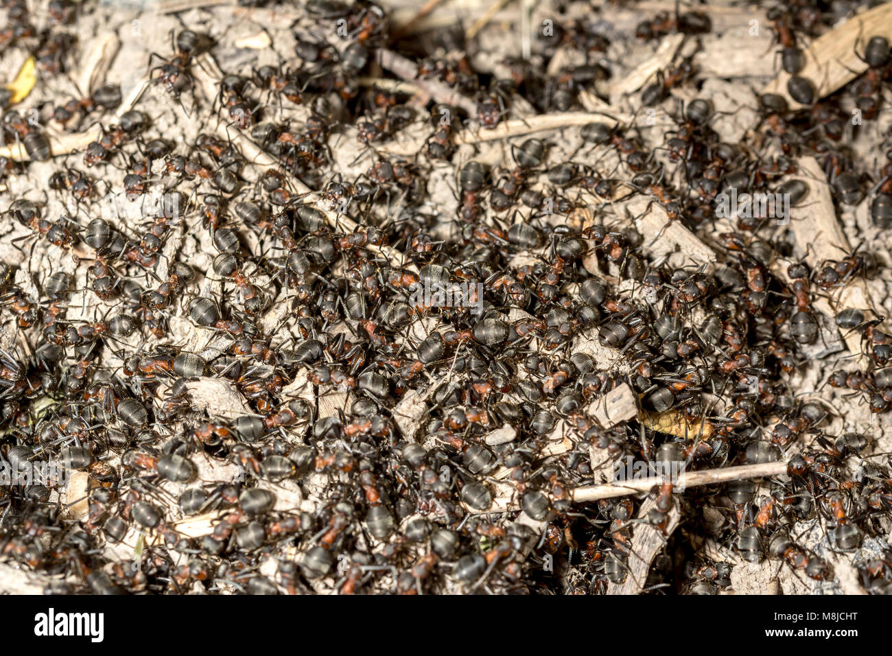 Unite for all animals hi-res stock photography and images - Alamy