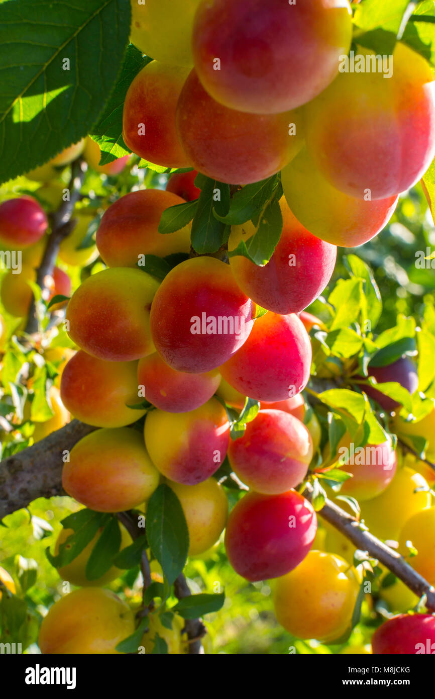 Mirabelle prune prunus domestica hi-res stock photography and images ...