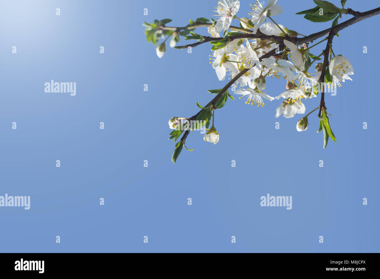 Spring flowers blooming tree against blue sunny sky White flowers ...