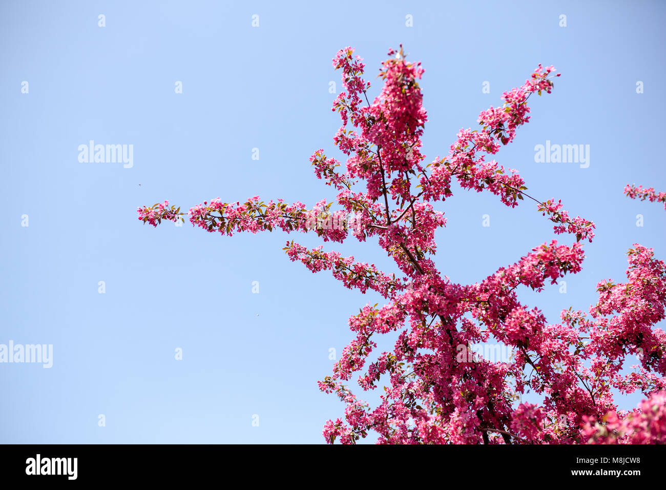 red, pink spring tree, blossoming. Cherry flowers background with sky ...