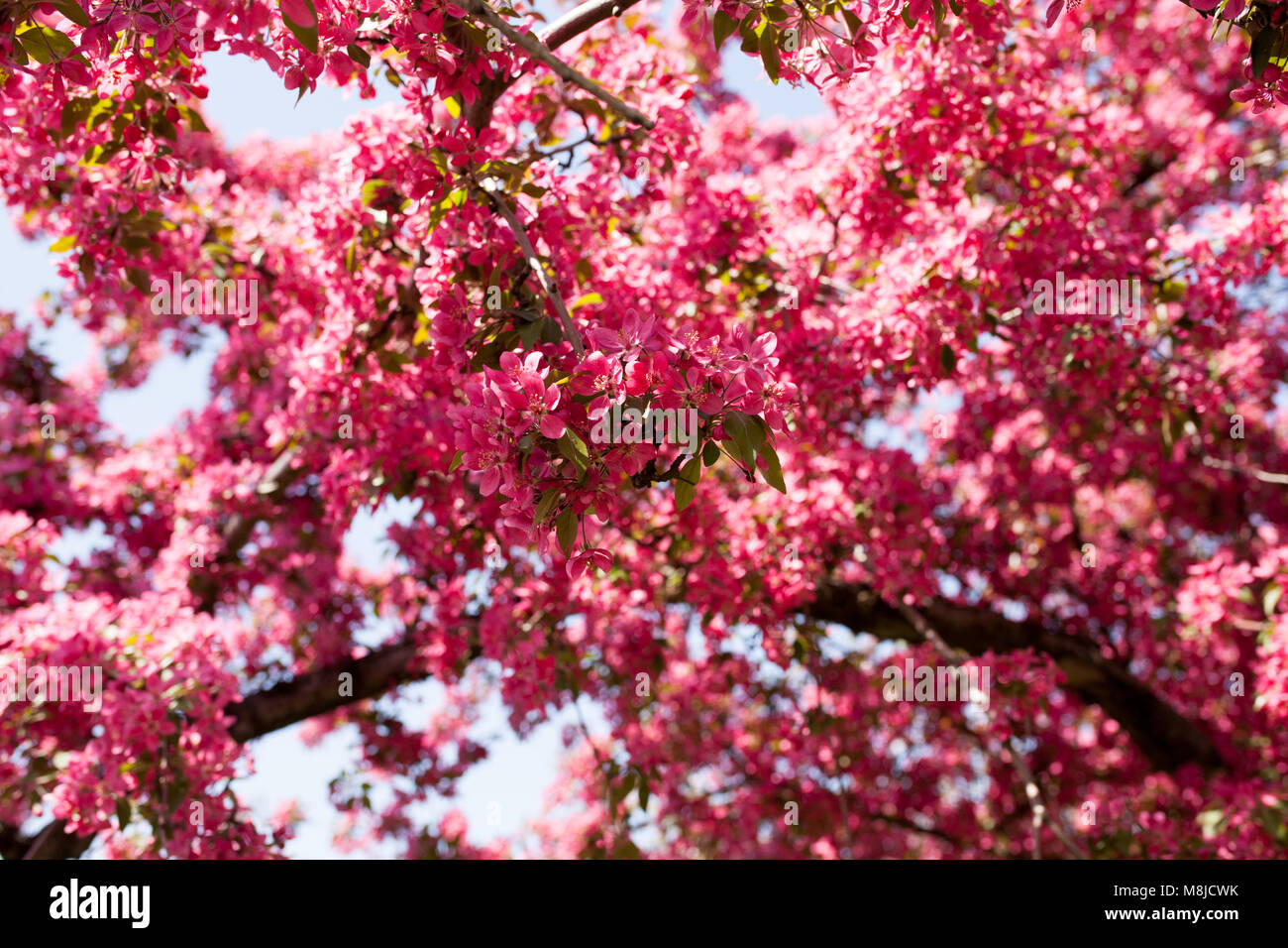 red, pink spring tree, blossoming. Cherry flowers background with sky ...