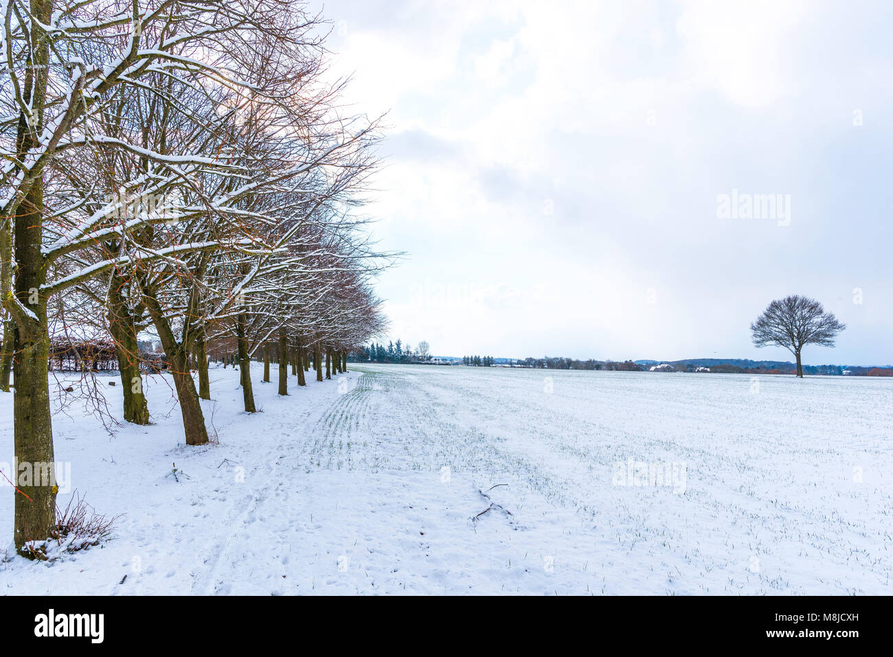 Winter landscape with trees Stock Photo - Alamy