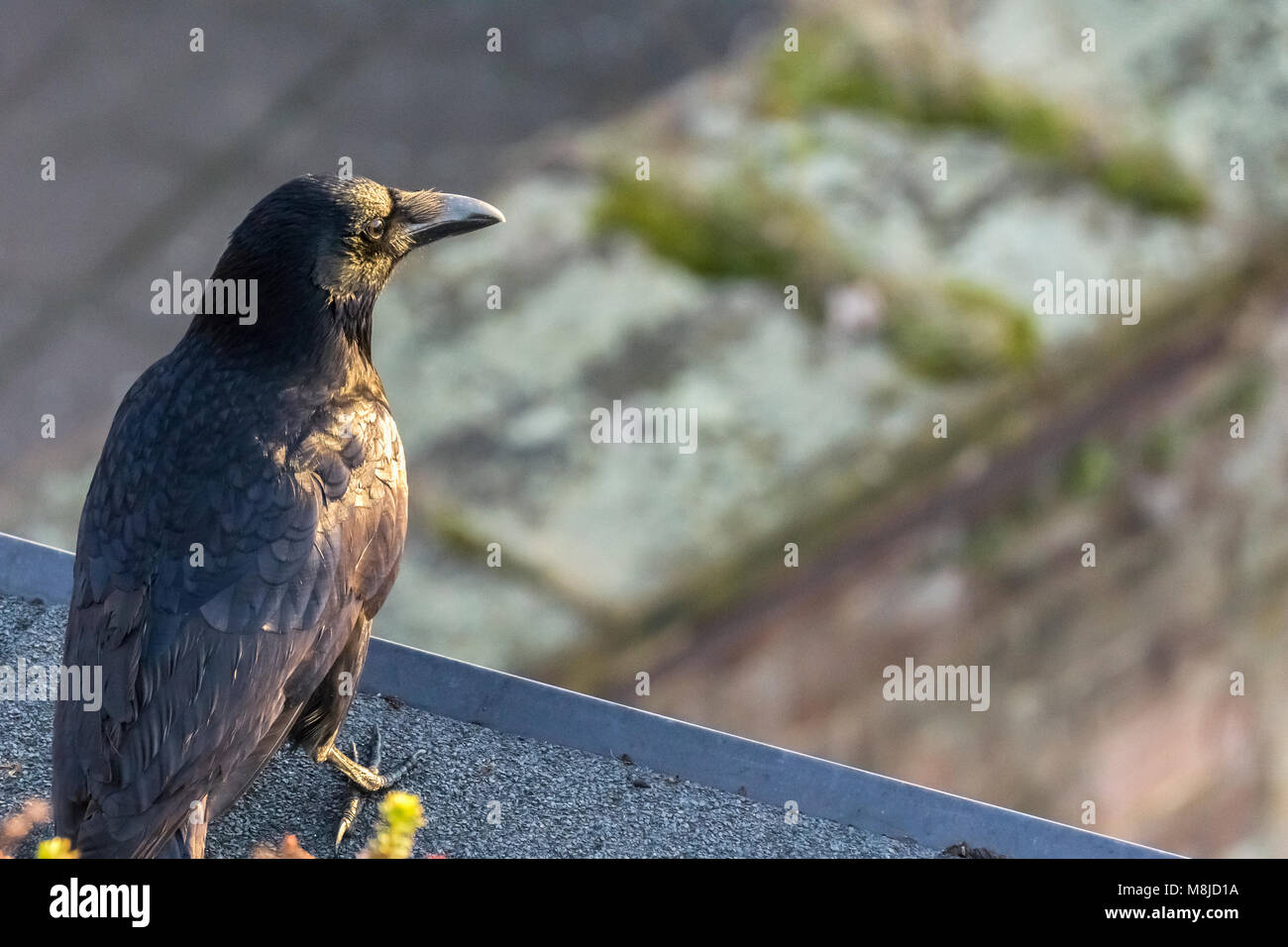 Crow light hi-res stock photography and images - Alamy