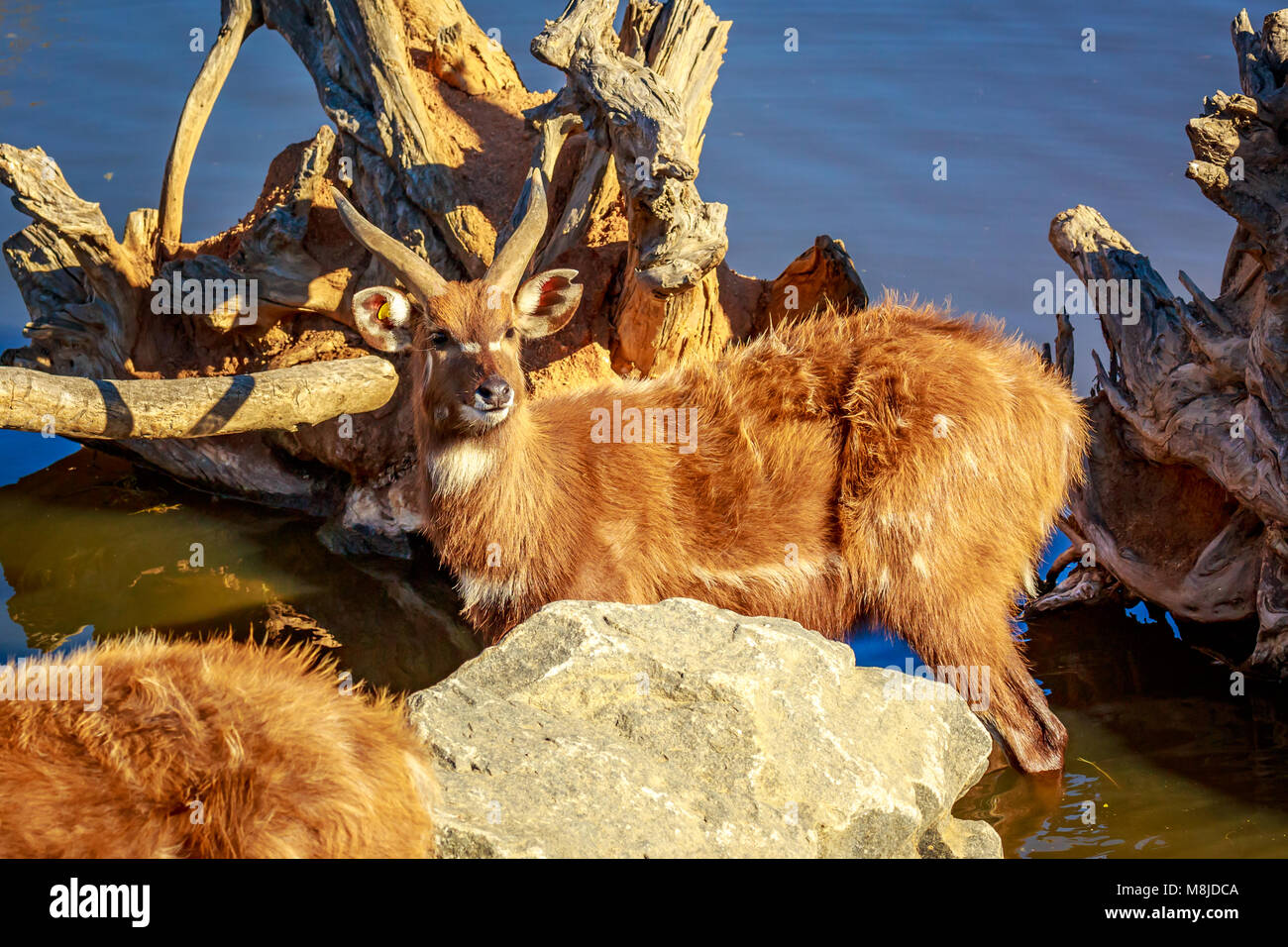 Antelope plays in the water Stock Photo - Alamy