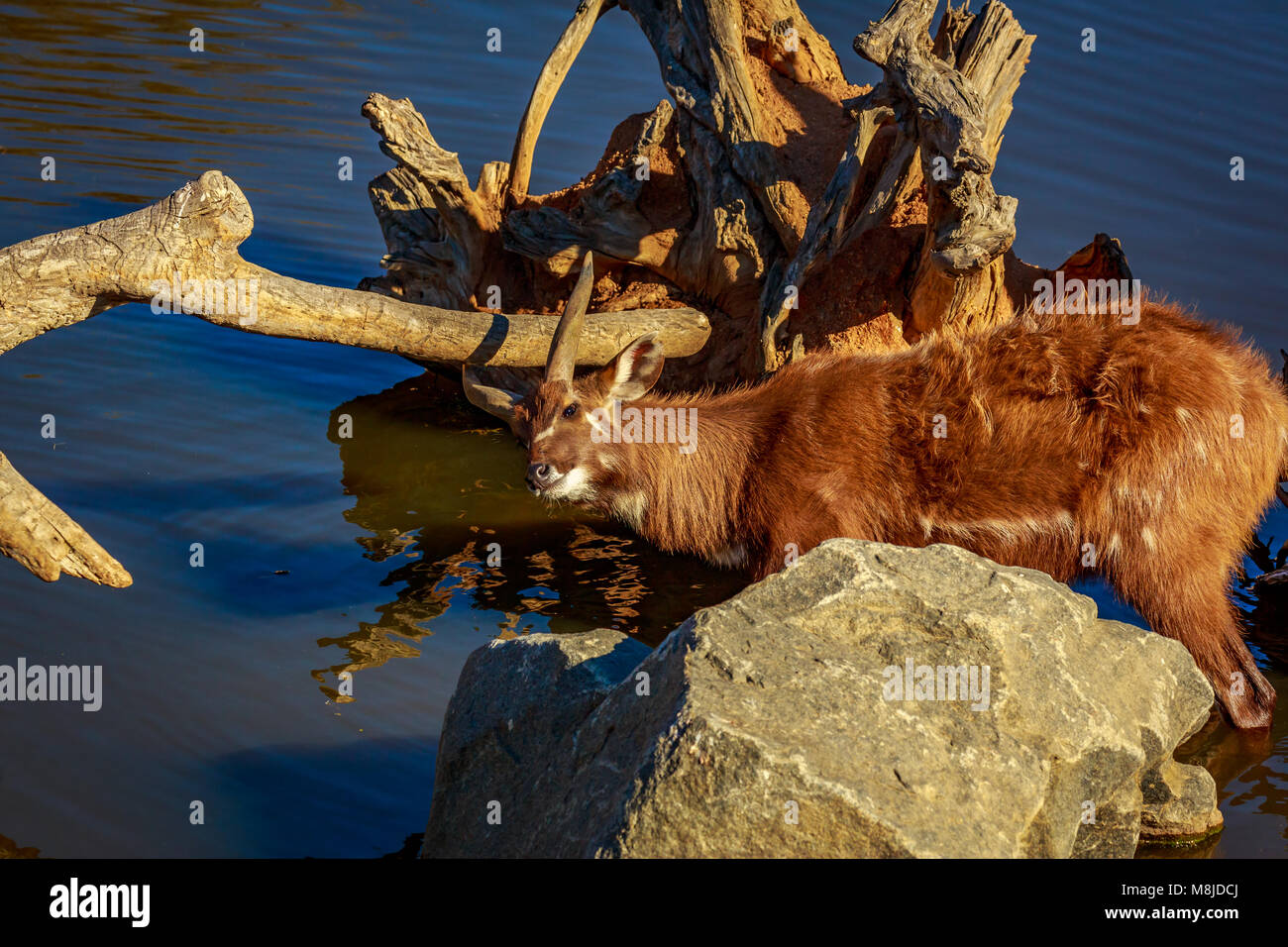 Antelope plays in the water Stock Photo - Alamy