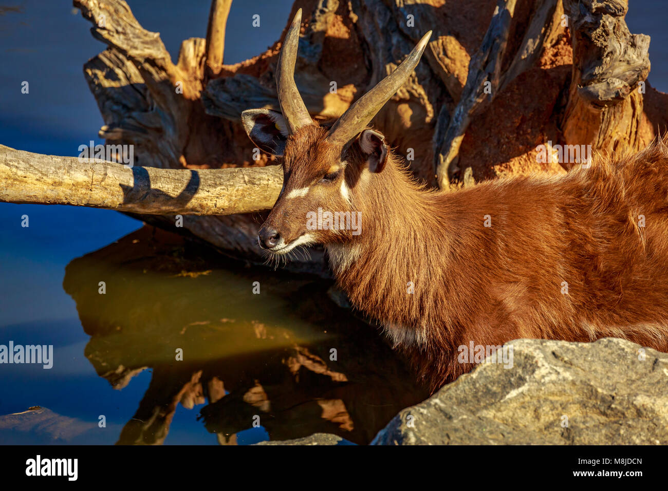 Antelope plays in the water Stock Photo - Alamy