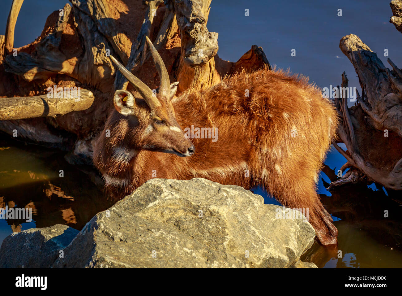 Antelope plays in the water Stock Photo - Alamy