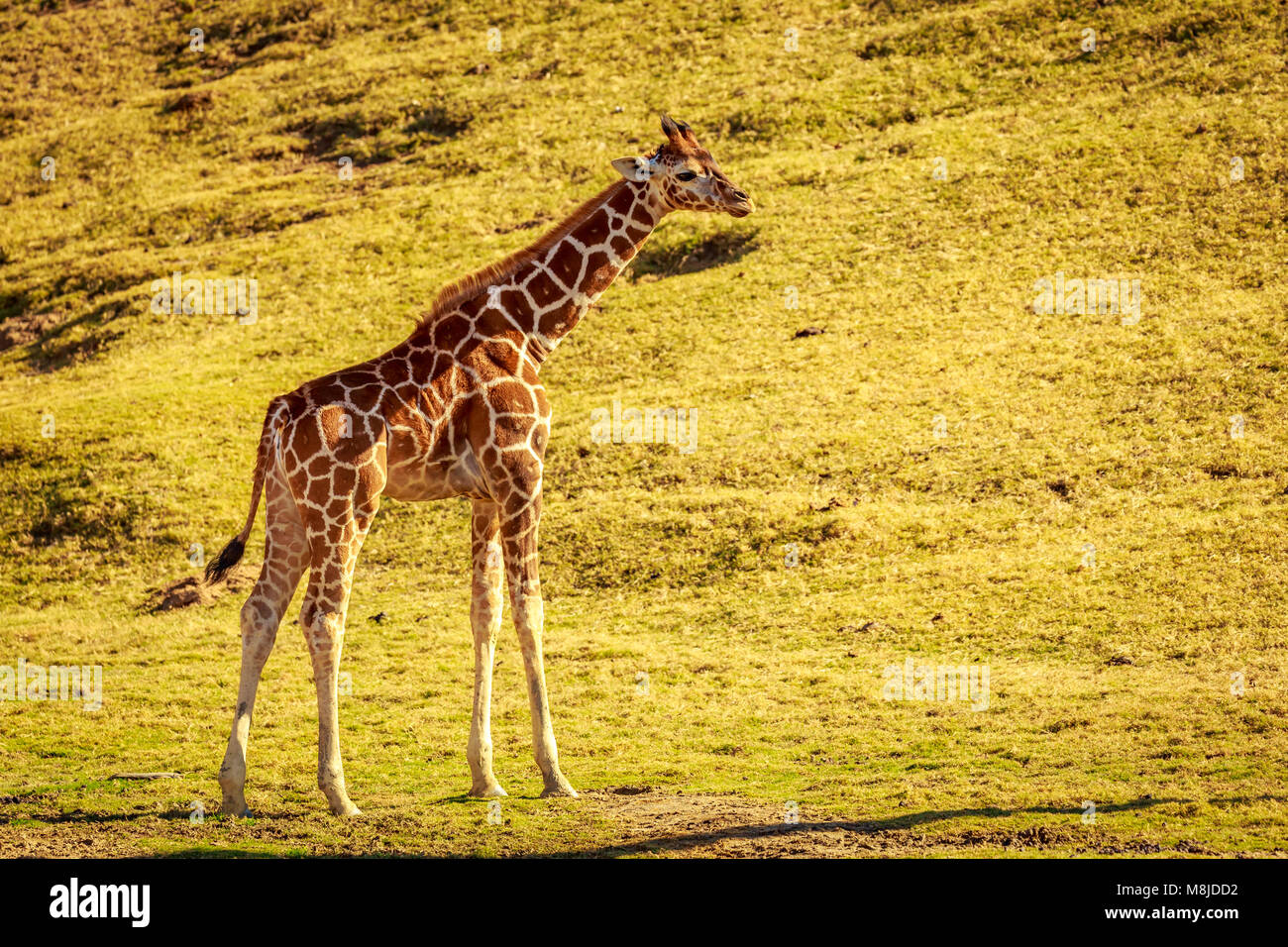 Recently born (a few months old) giraffe on its own Stock Photo - Alamy