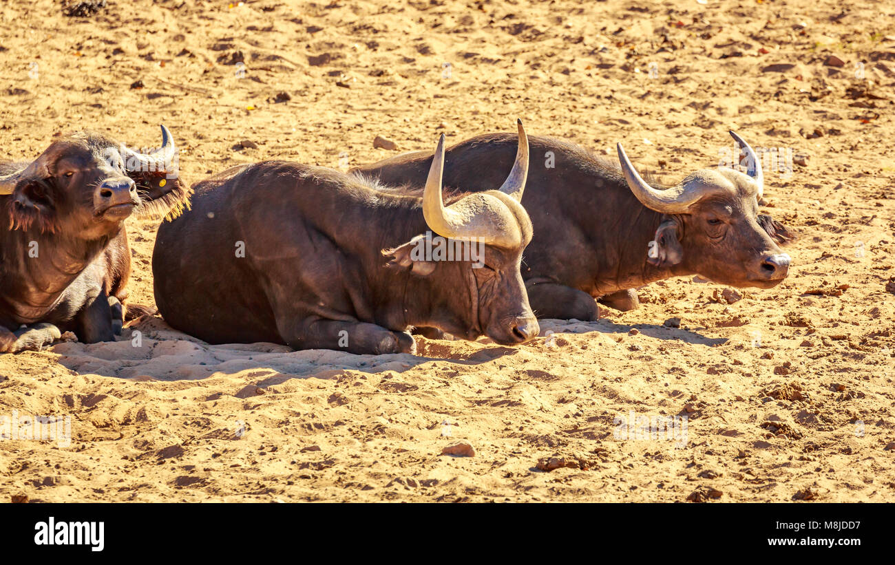Group of three African Buffalo rest on the ground Stock Photo - Alamy