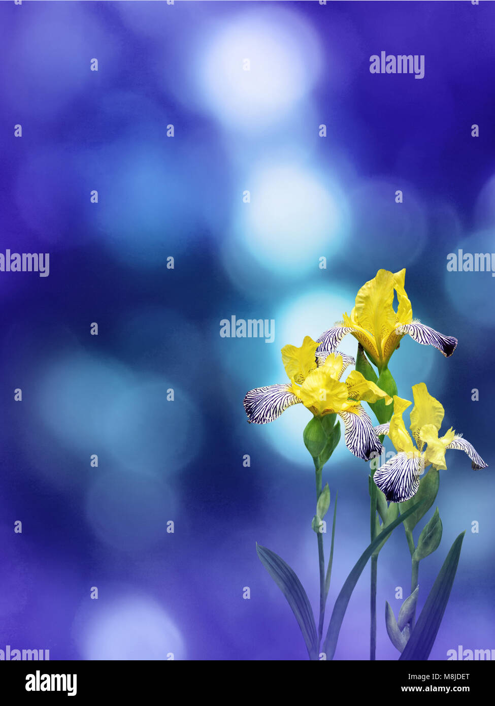 Iris ba hi-res stock photography and images - Alamy