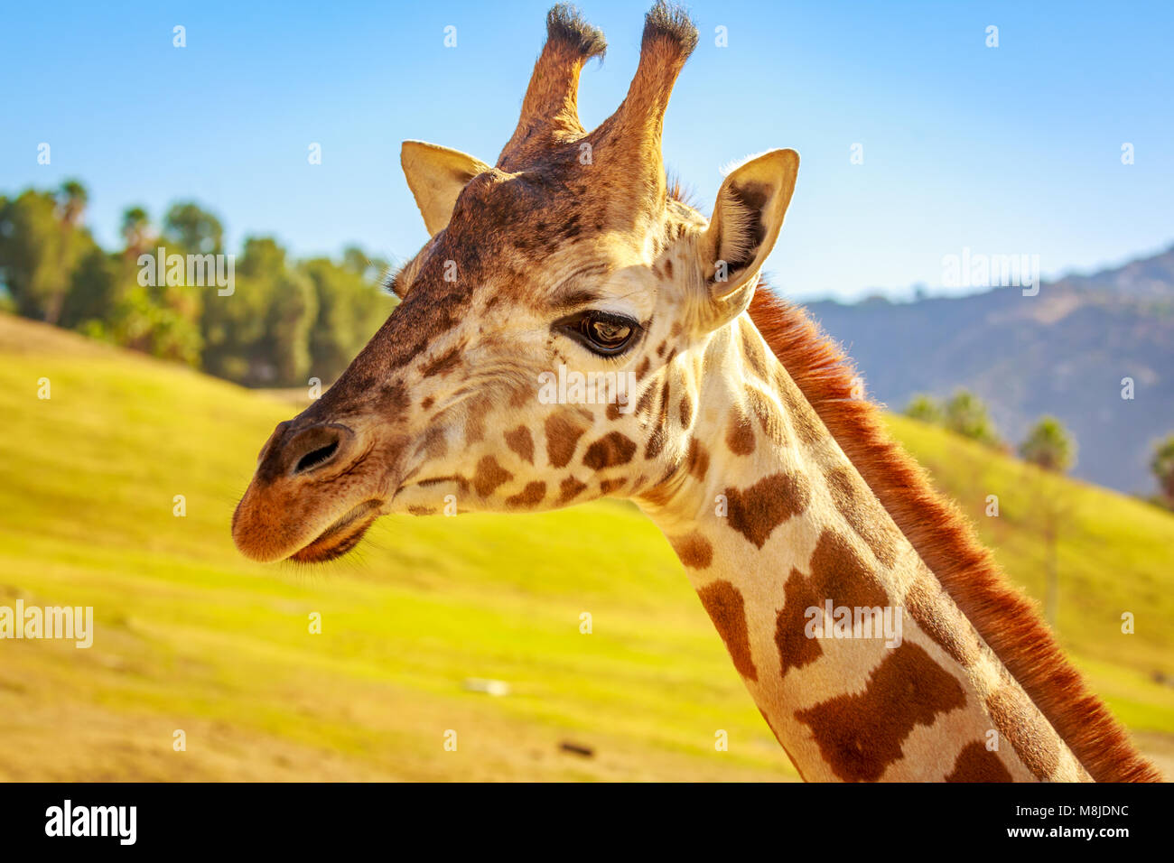 Close-up portrait of Giraffe headshot and its upper neck Stock Photo ...