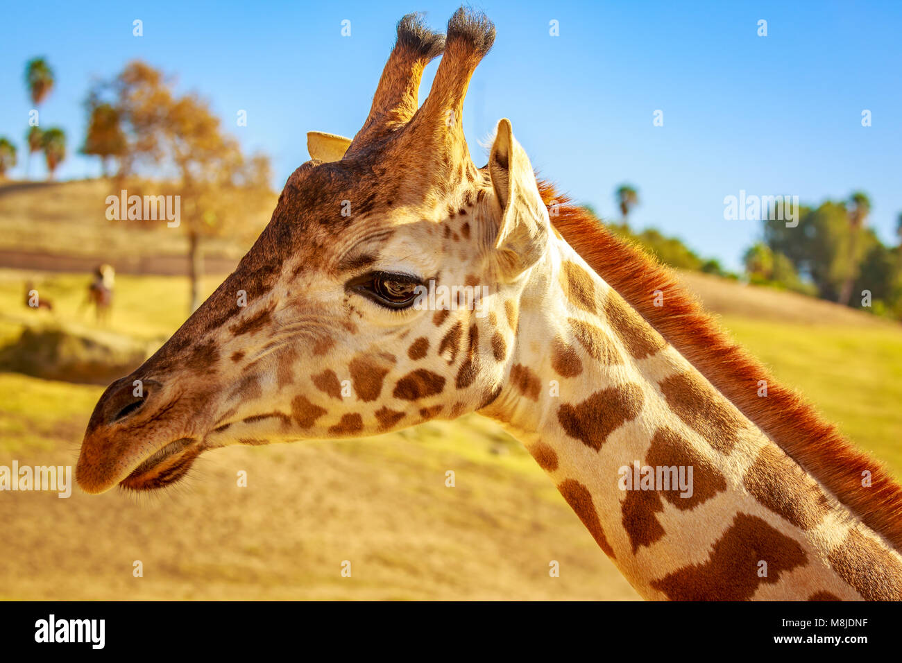 Close-up portrait of Giraffe headshot and its upper neck Stock Photo ...