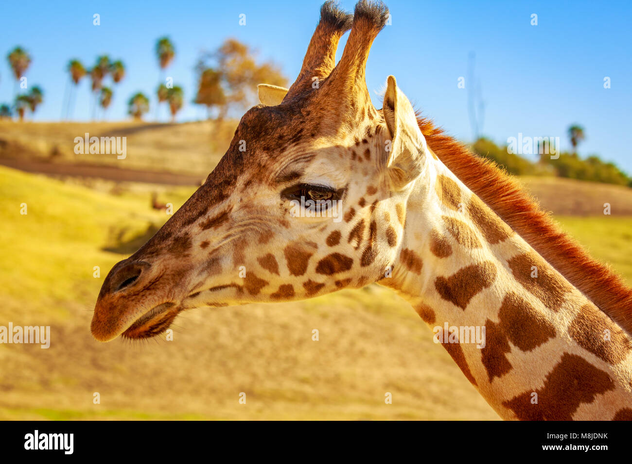 Close-up portrait of Giraffe headshot and its upper neck Stock Photo ...