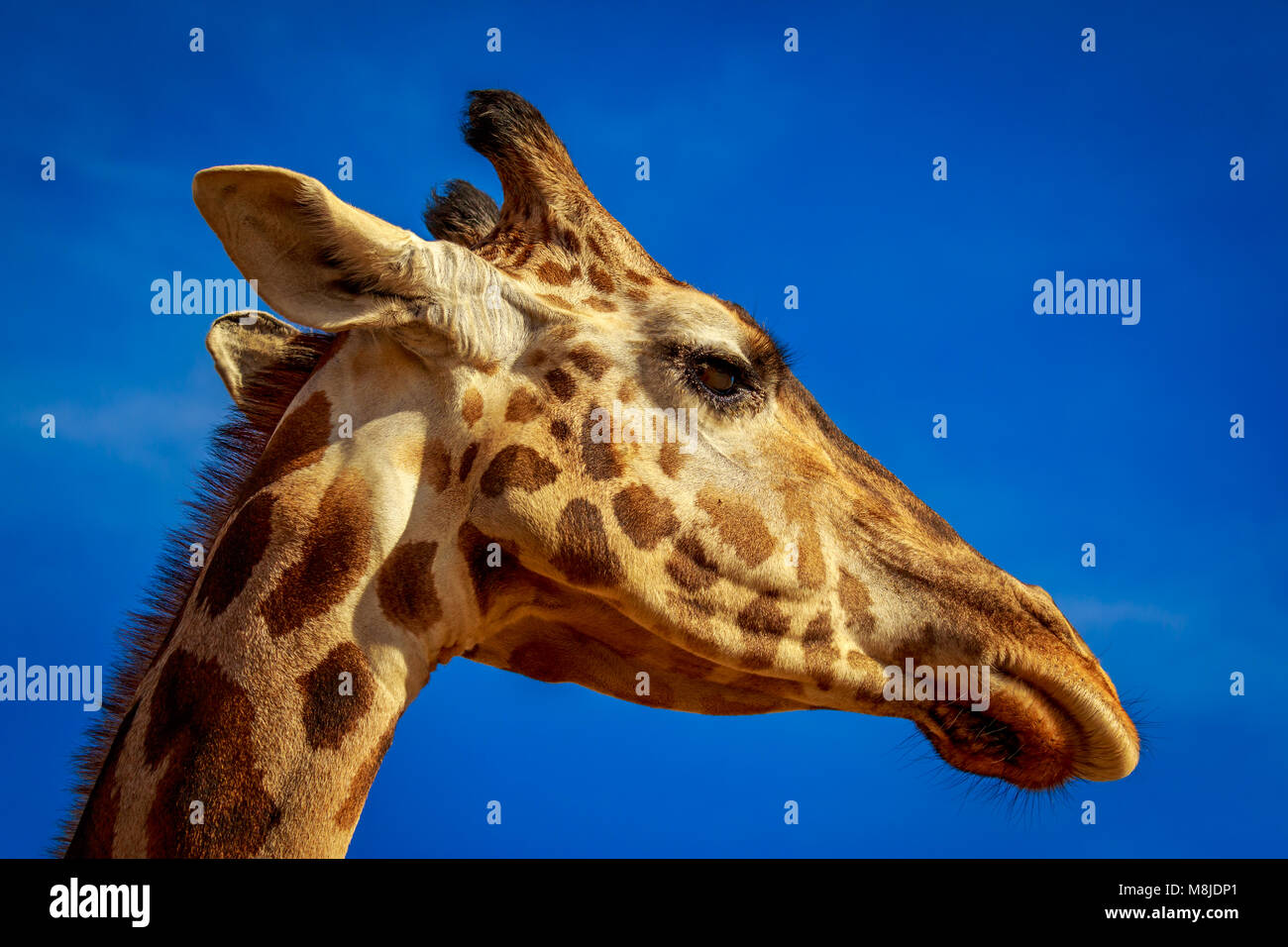 Close-up portrait of Giraffe headshot and its upper neck Stock Photo ...