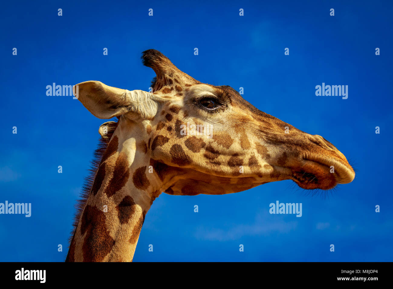 Close-up portrait of Giraffe headshot and its upper neck Stock Photo ...