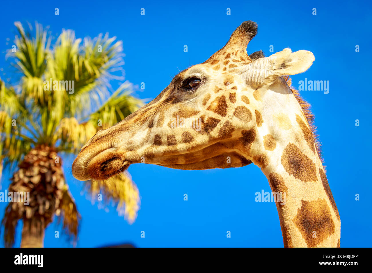 Close-up portrait of Giraffe headshot and its upper neck Stock Photo ...