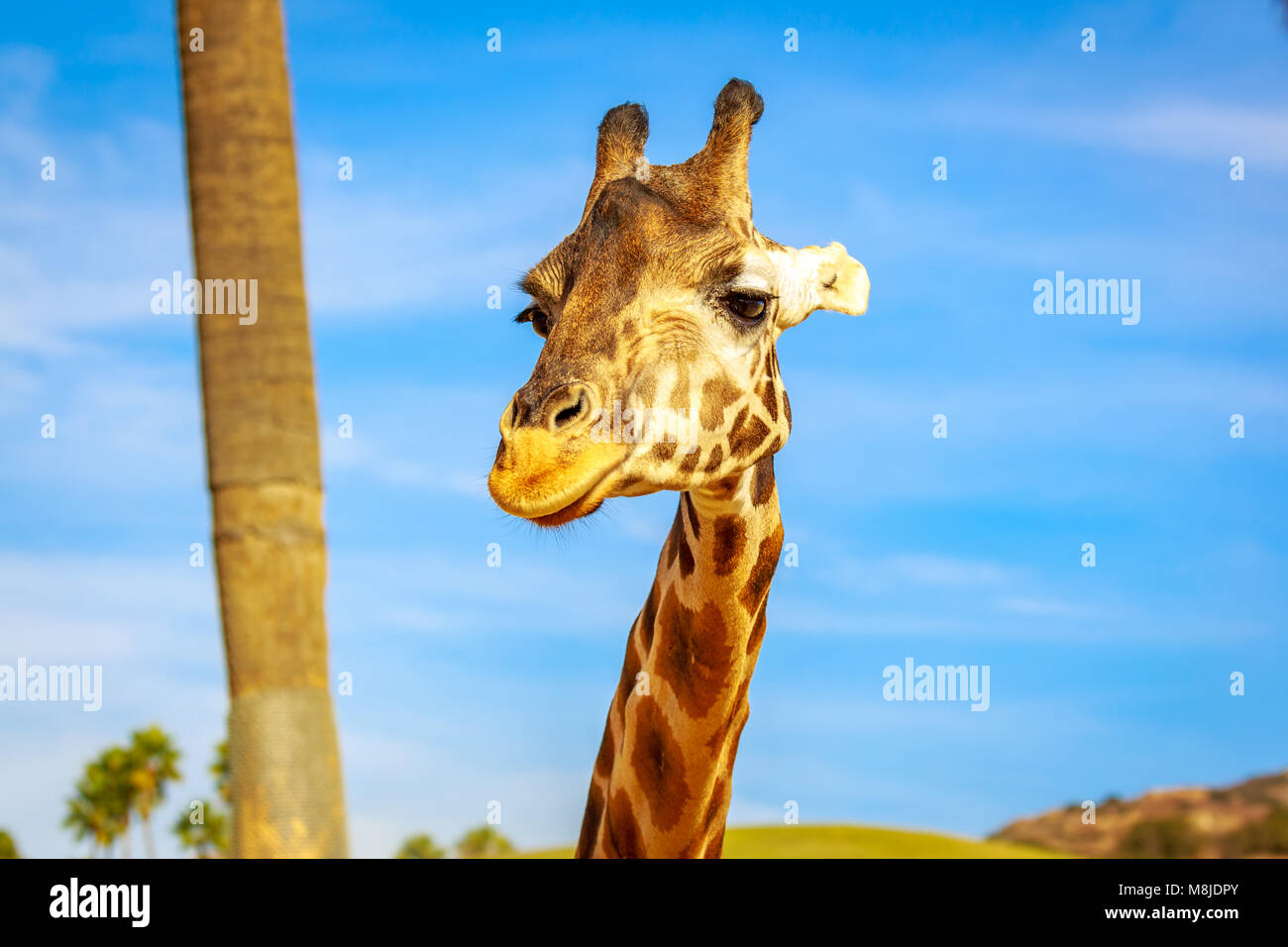 Close-up portrait of Giraffe headshot and its upper neck Stock Photo ...