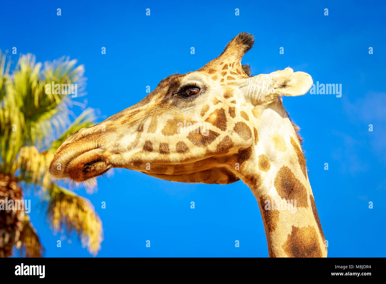 Close-up portrait of Giraffe headshot and its upper neck Stock Photo ...