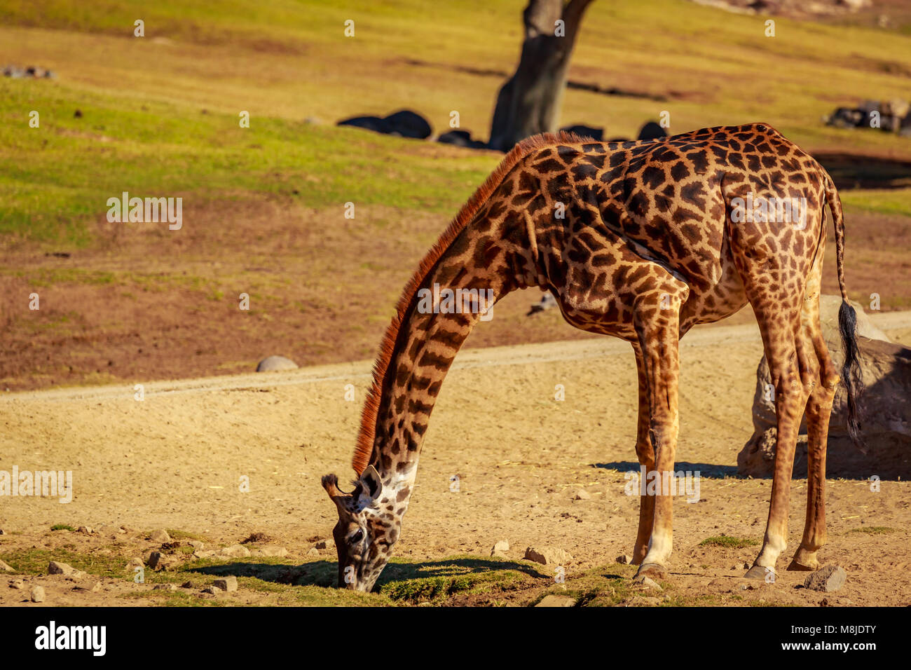 Single Giraffe noticed something in the ground Stock Photo - Alamy