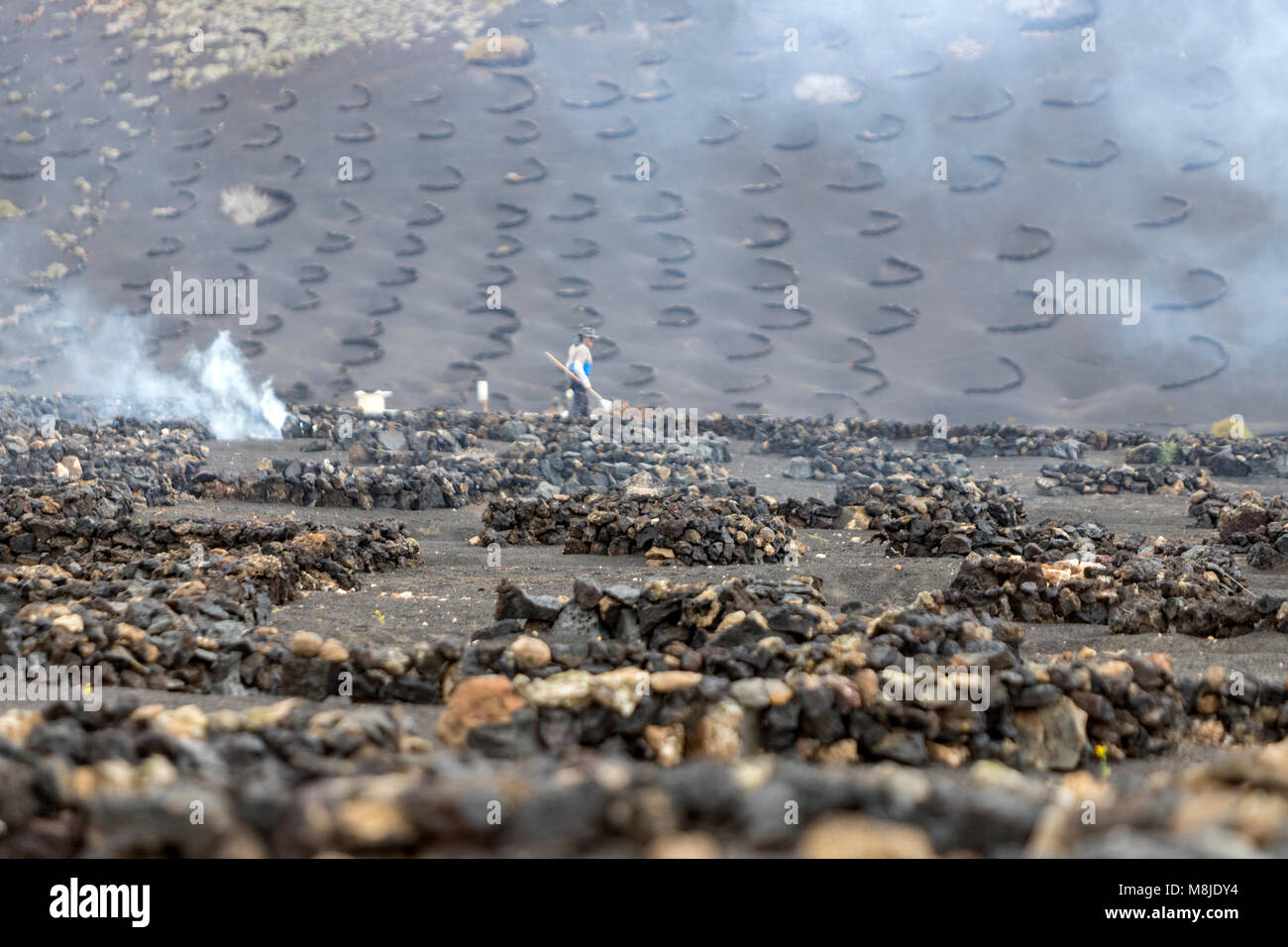 Farmer burning the vineyard in the valley of La Geria, vineyard region ...