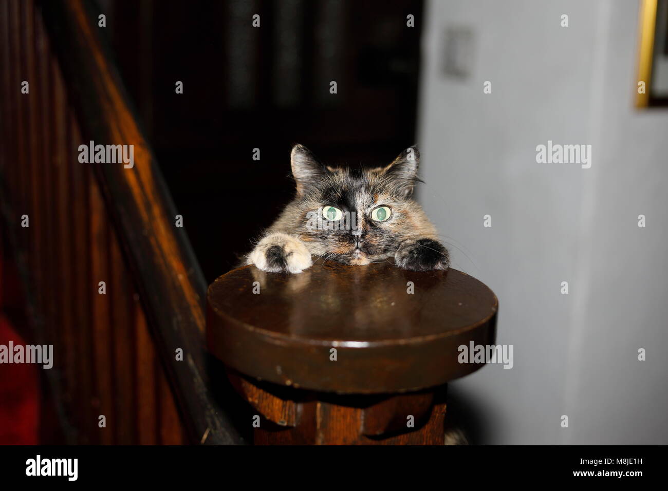 Beautiful tortoiseshell cat being inquisitive Stock Photo - Alamy