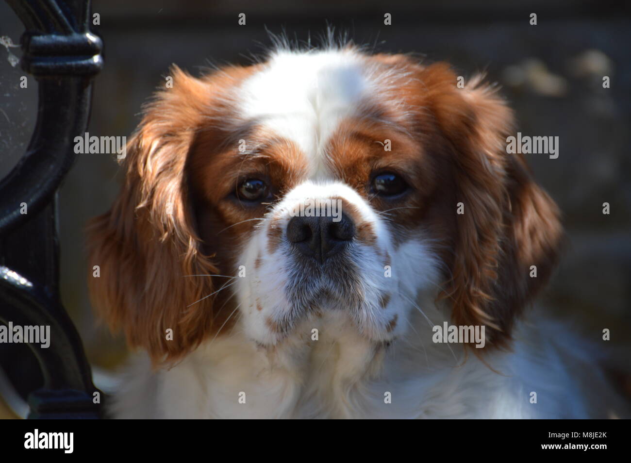 A closeup profile shot of a single isolated Blenheim Cavalier King ...