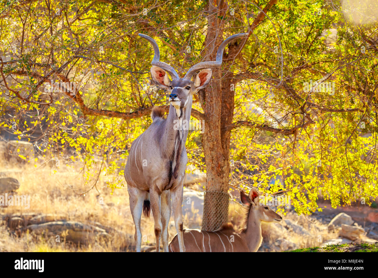 Greater Kudu rest in the shade of tree Stock Photo - Alamy