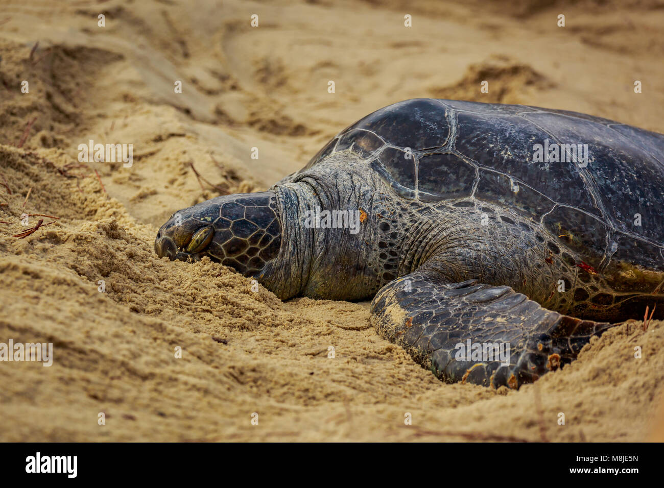 Green Sea Turtle rests in sand Stock Photo - Alamy