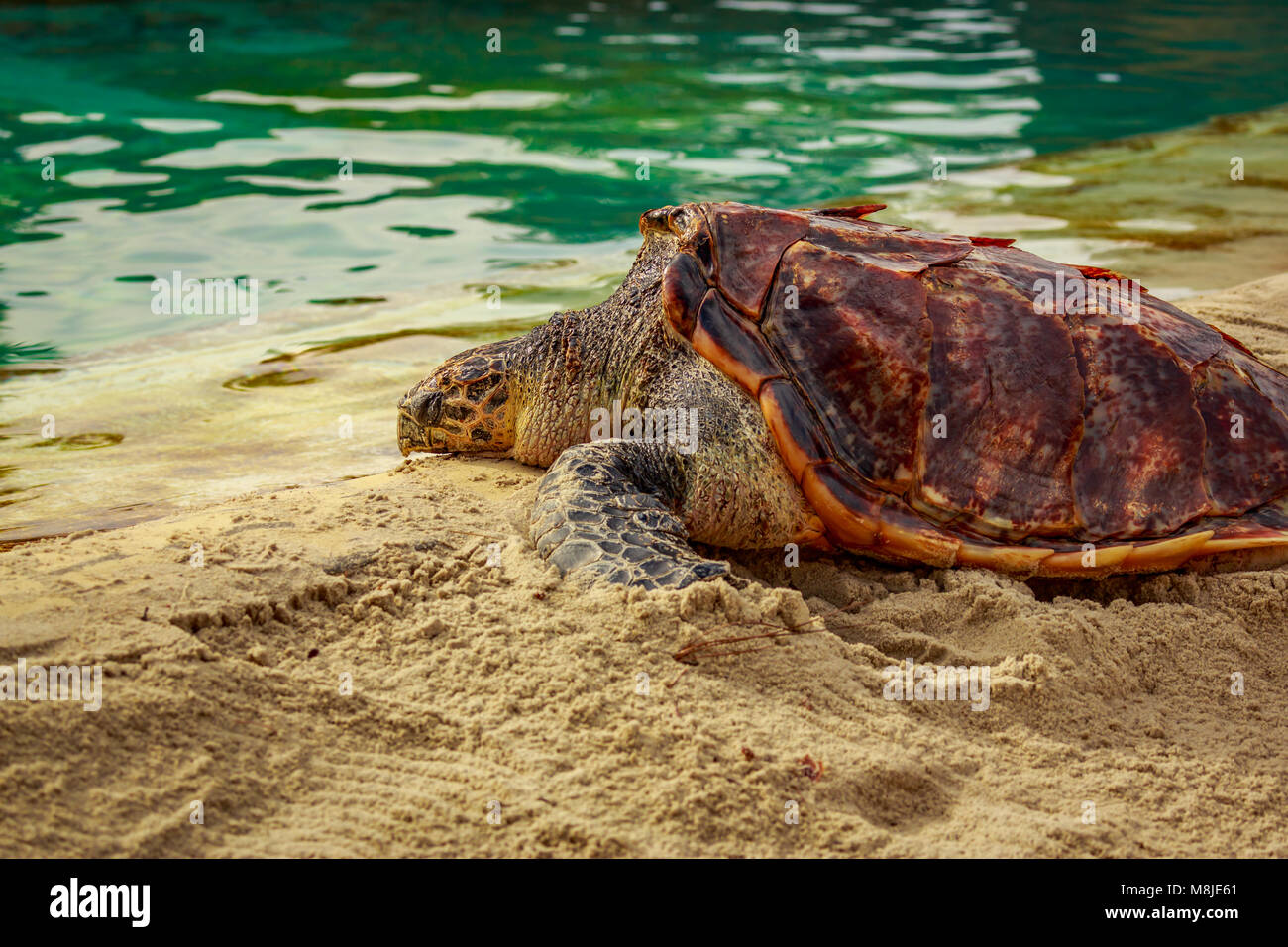 Hawksbill Sea Turtle rests in sand Stock Photo - Alamy