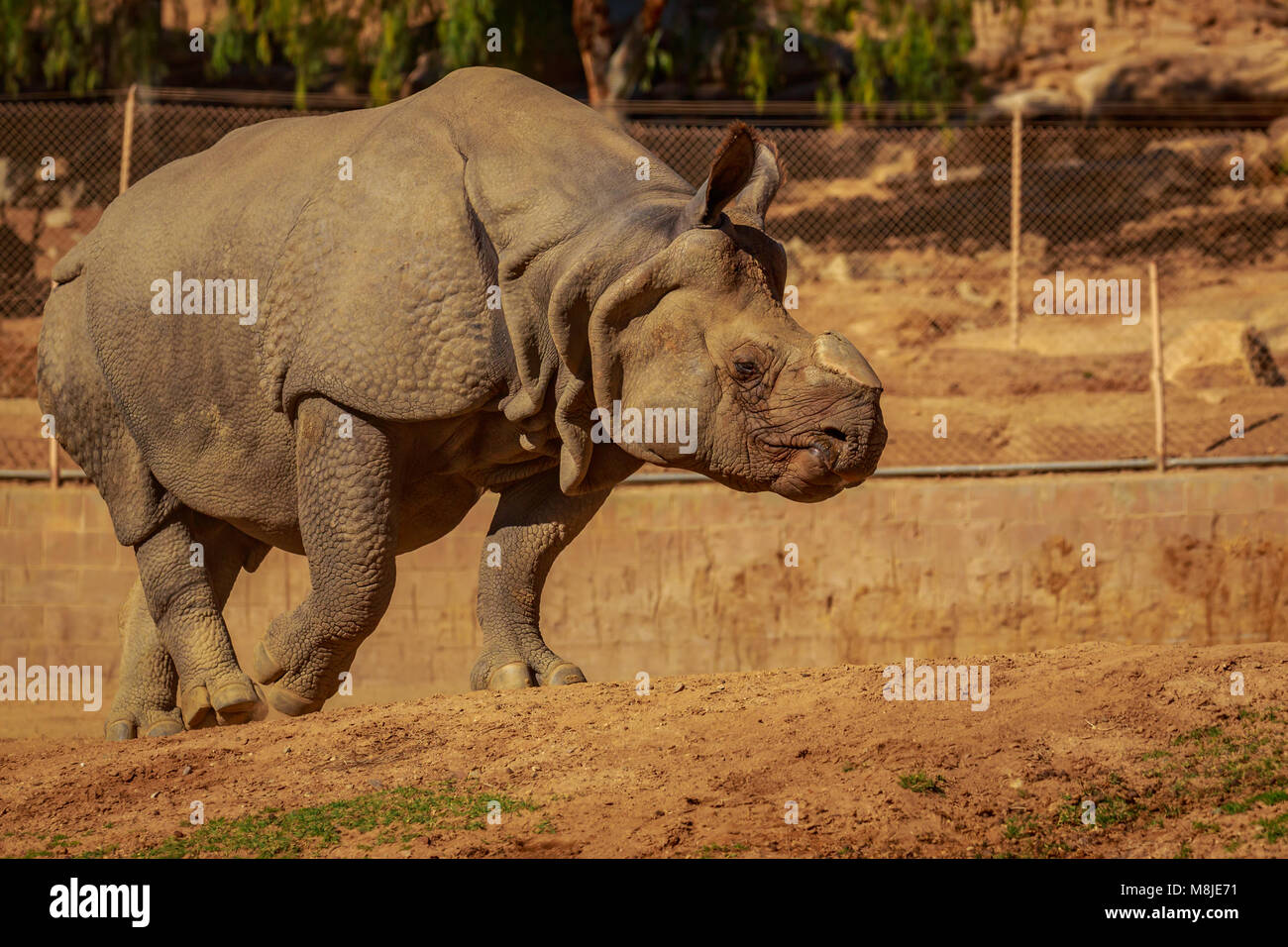 Single Indian Rhinoceros walks in the park Stock Photo - Alamy