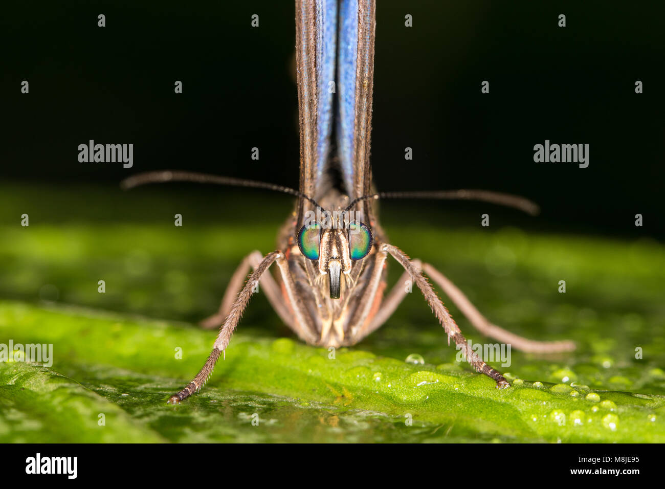 Close up portrait of a blue morpho butterfly Stock Photo - Alamy