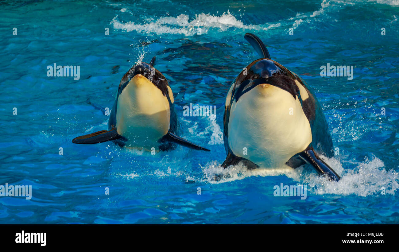 Two killer whales (Orca) swim through water Stock Photo - Alamy